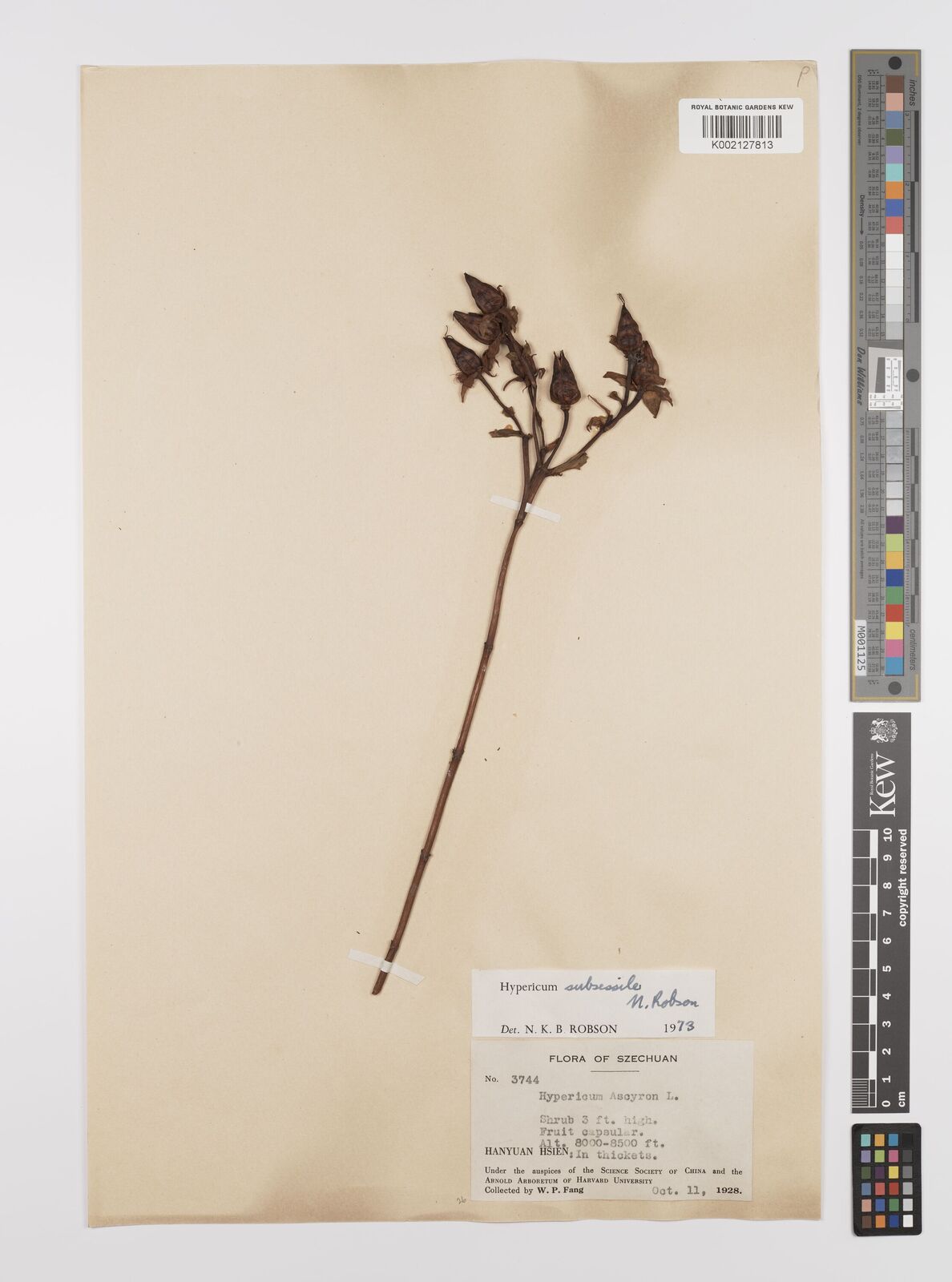 Hypericum subsessile N.Robson | Plants of the World Online | Kew Science