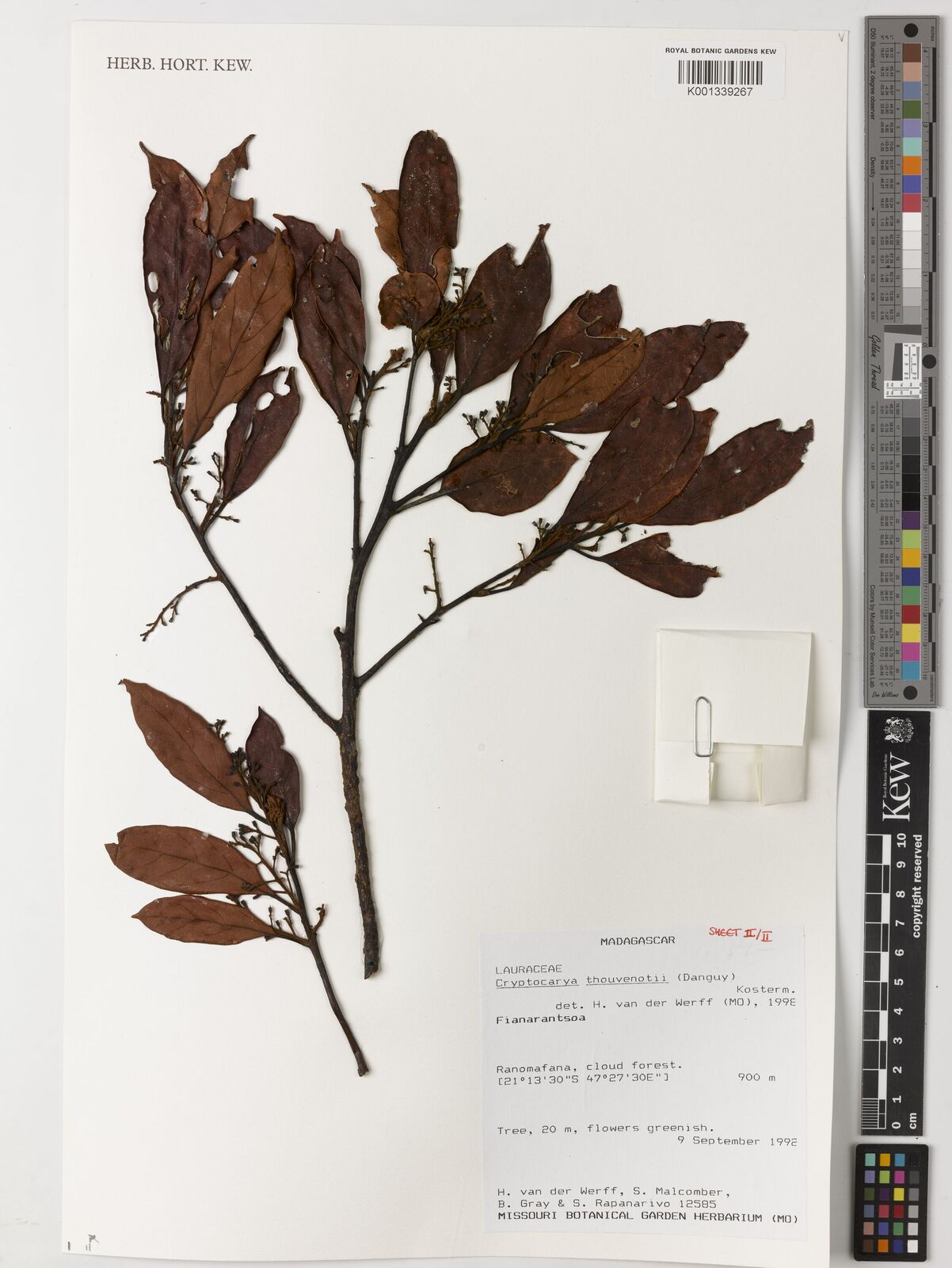 Cryptocarya thouvenotii (Danguy) Kosterm. | Plants of the World Online ...