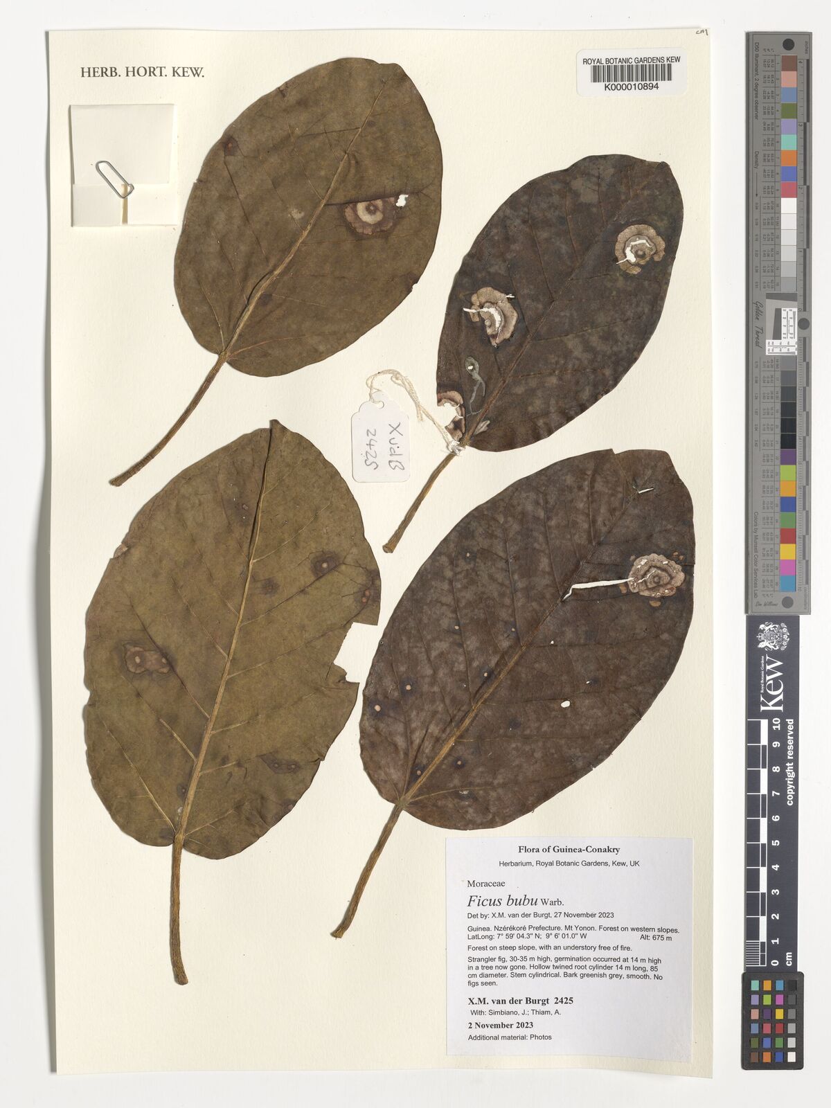 Ficus bubu Warb. | Plants of the World Online | Kew Science