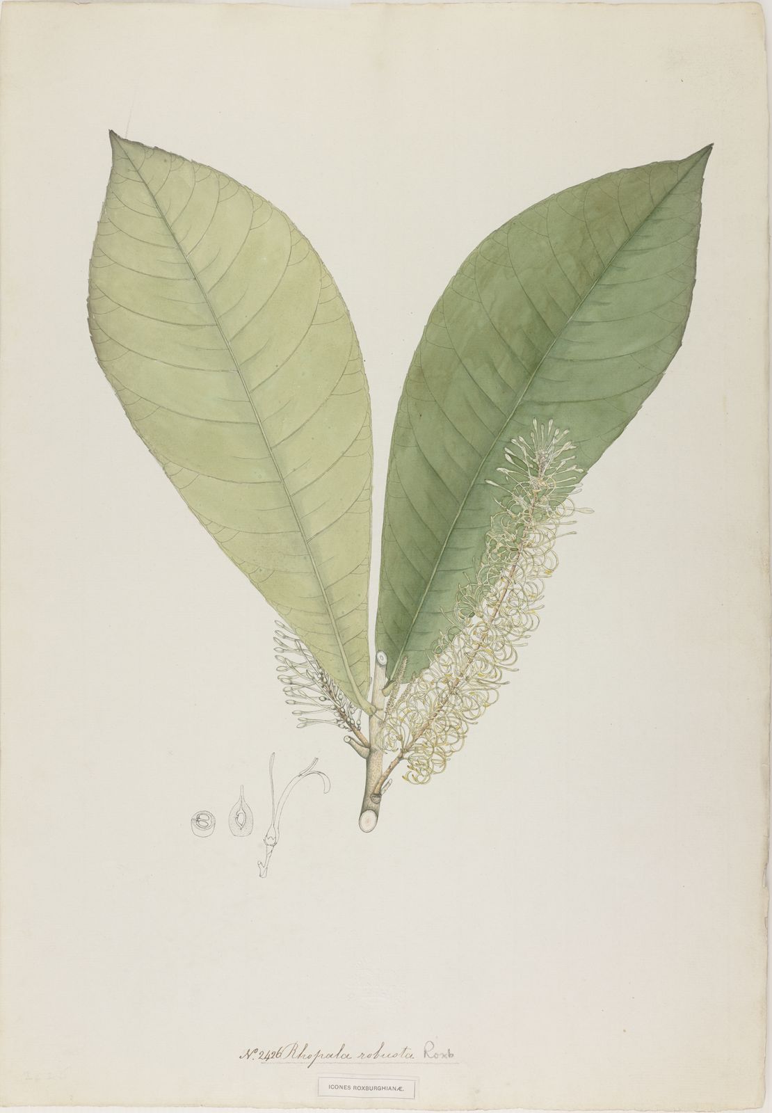 Helicia robusta (Roxb.) R.Br. ex Blume | Plants of the World Online ...