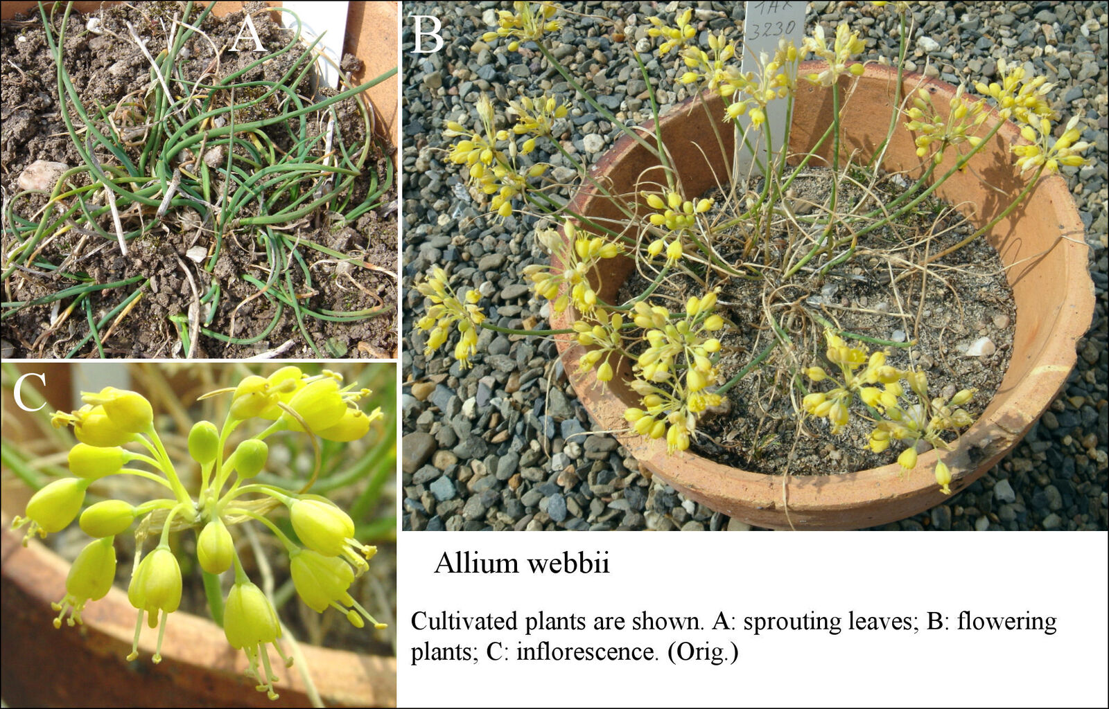 Allium webbii Clementi | Plants of the World Online | Kew Science
