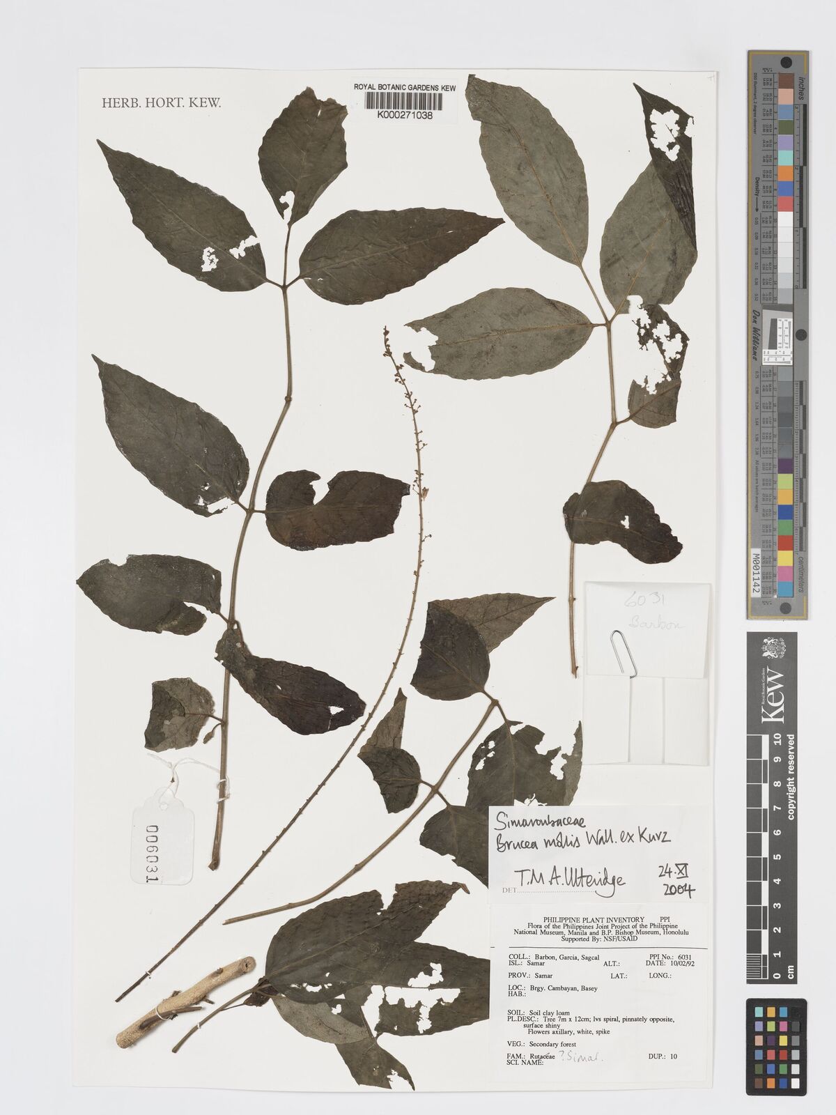 Brucea mollis Wall. ex A.W.Benn. | Plants of the World Online | Kew Science