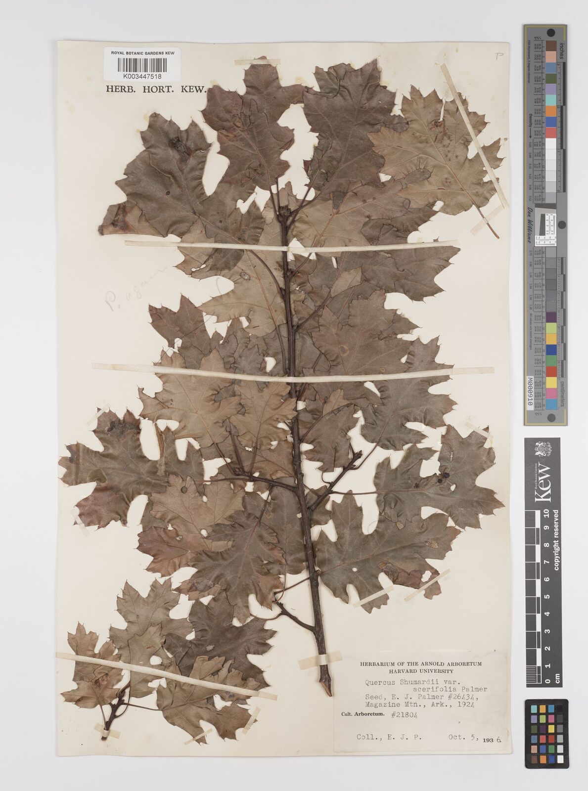 Quercus acerifolia (E.J.Palmer) Stoynoff & W.J.Hess ex R.J.Jensen ...