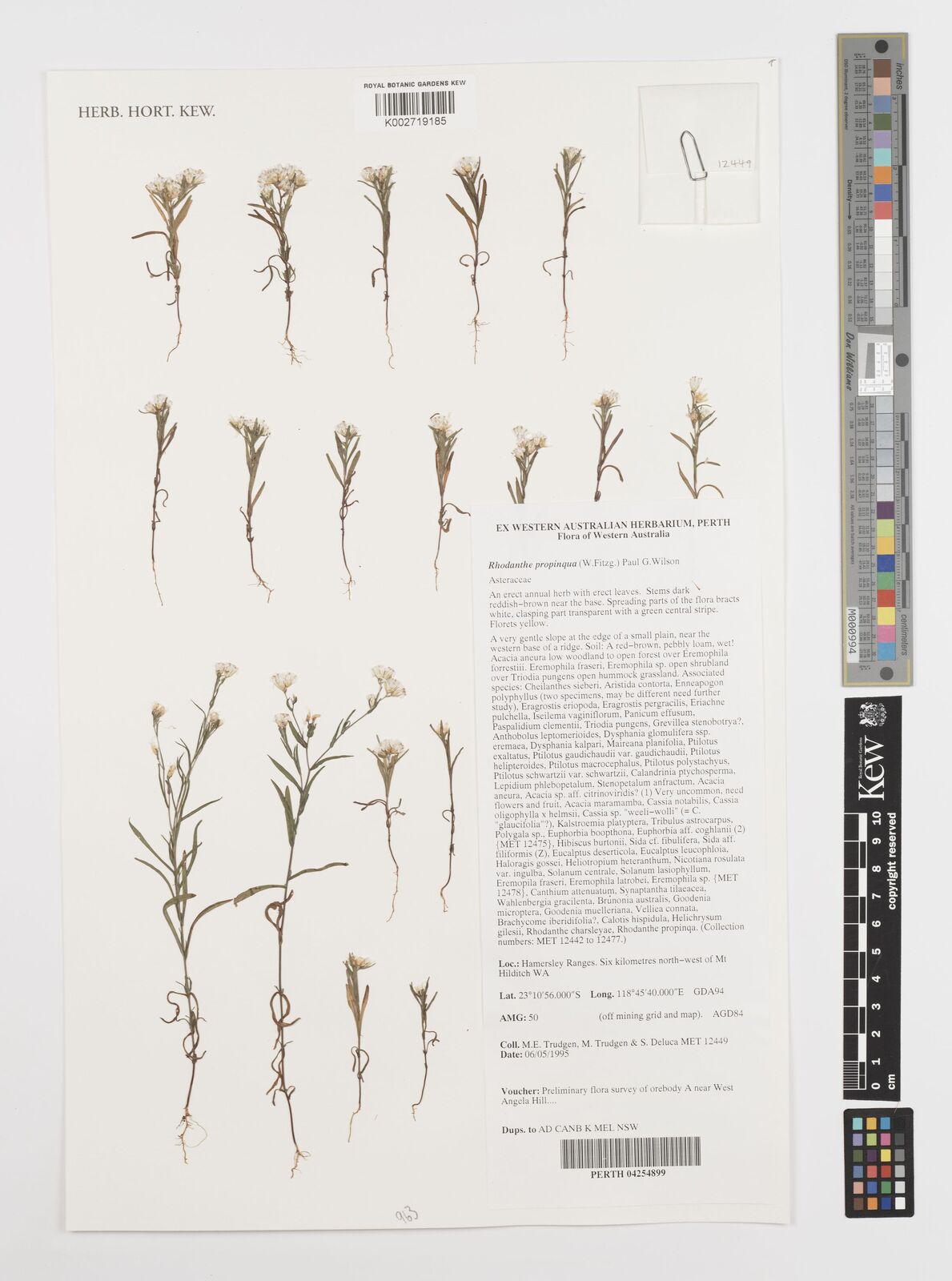 Rhodanthe propinqua (W.Fitzg.) Paul G.Wilson | Plants of the World ...