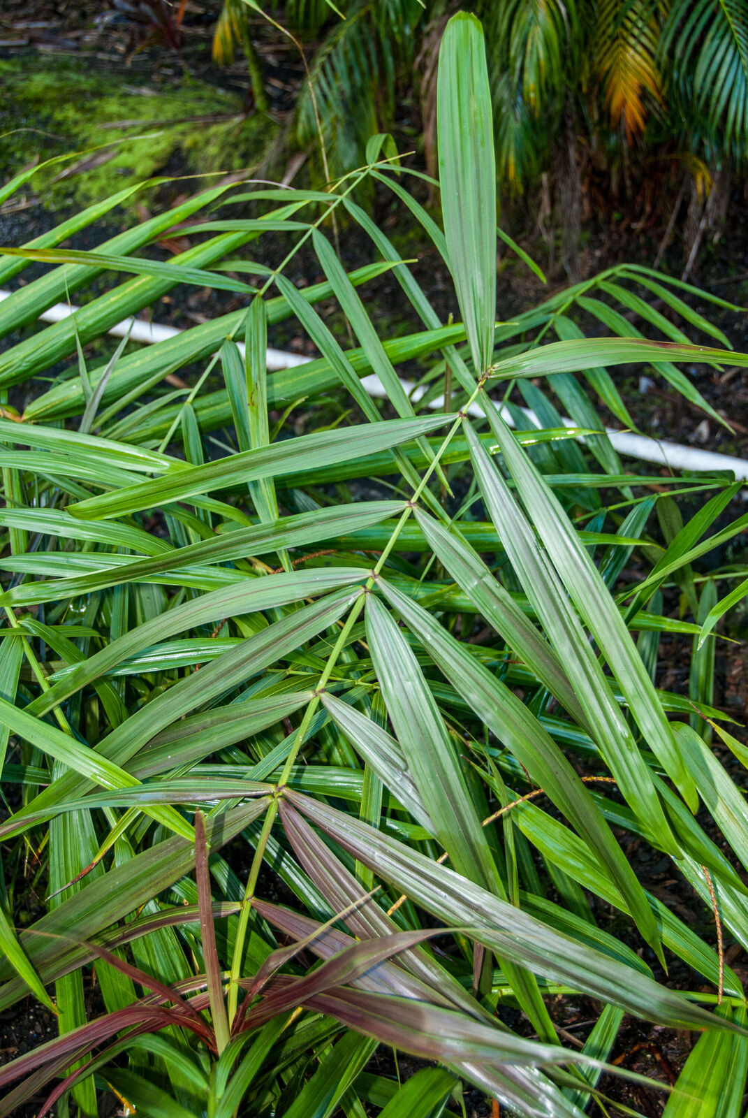 Calyptrocalyx reflexus J.Dransf. & Marcus | Plants of the World Online ...