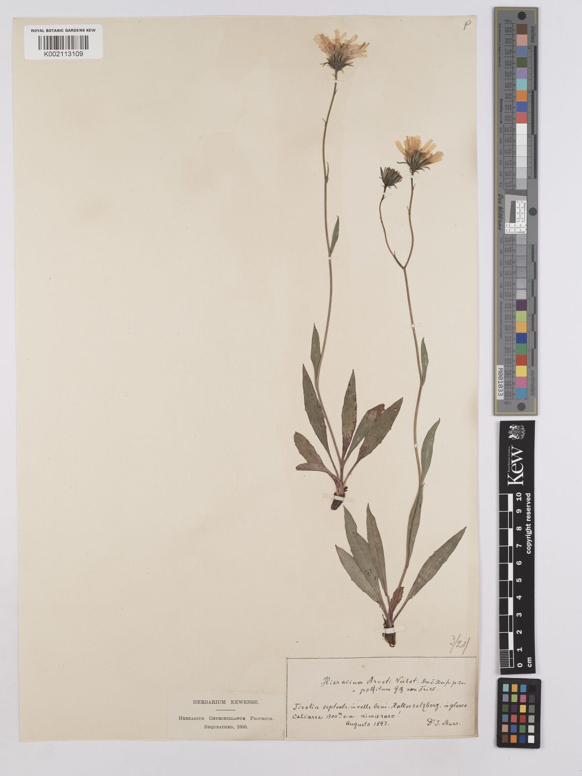 Hieracium glaucum subsp. arvetii (Verl.) Murr | Plants of the World ...