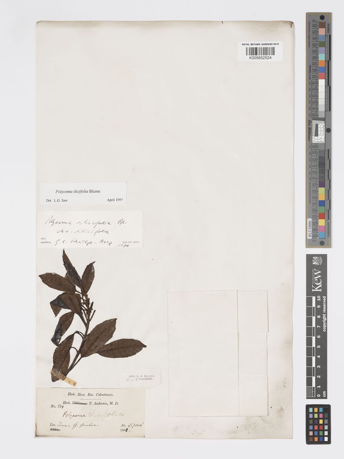 Polyosma ilicifolia Blume | Plants of the World Online | Kew Science