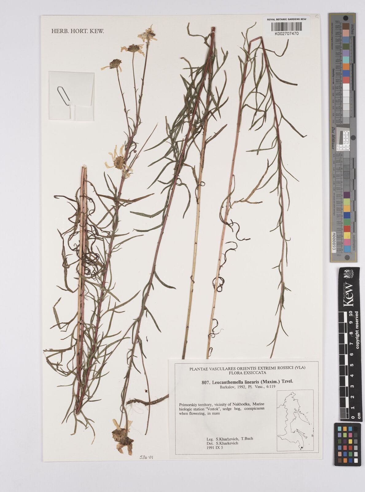 Leucanthemella Tzvelev | Plants of the World Online | Kew Science