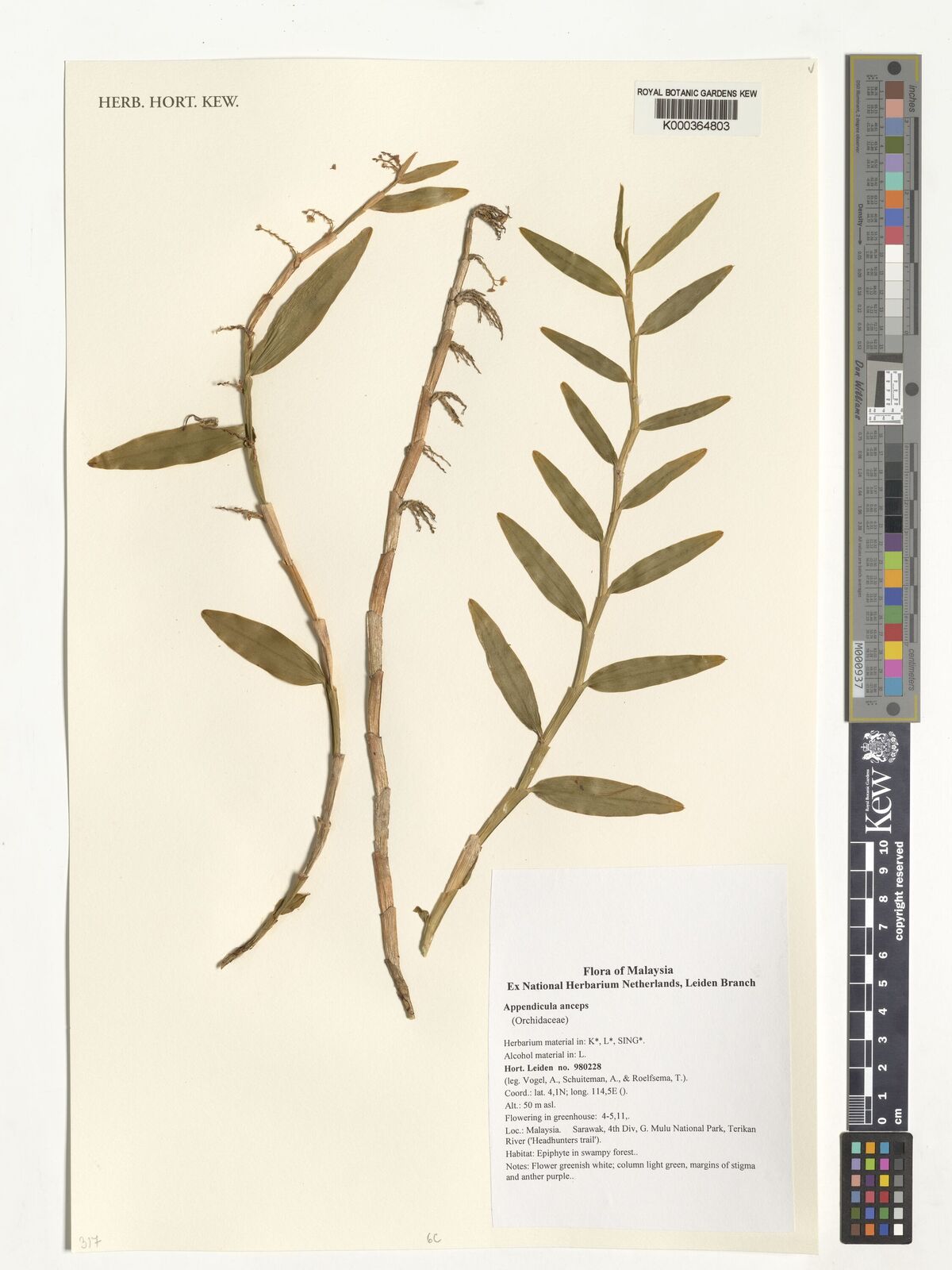 Appendicula anceps Blume | Plants of the World Online | Kew Science