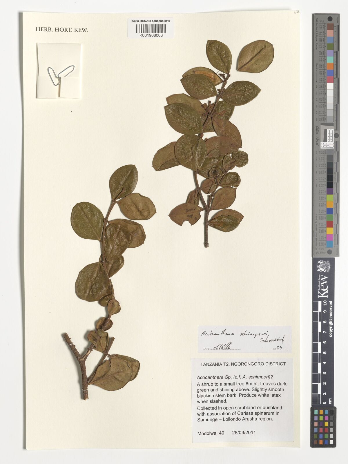 Acokanthera schimperi (A.DC.) Schweinf. | Plants of the World Online ...