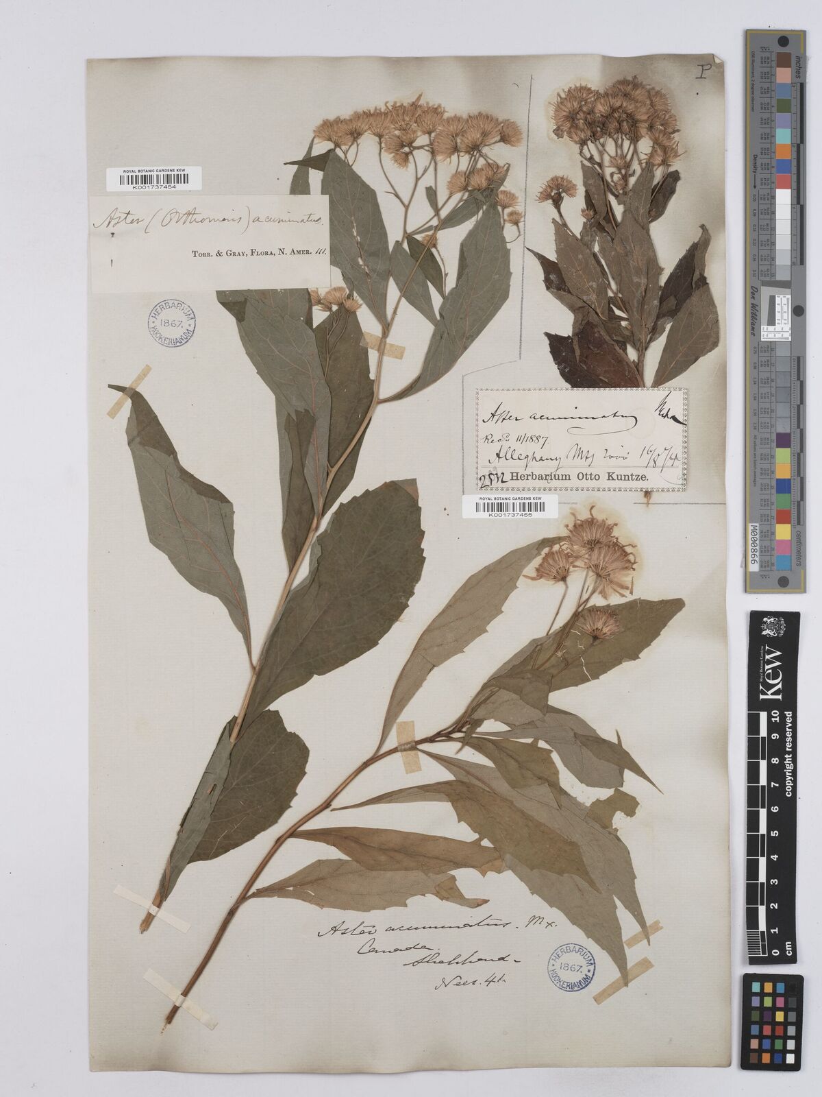 Oclemena acuminata (Michx.) Greene | Plants of the World Online | Kew ...