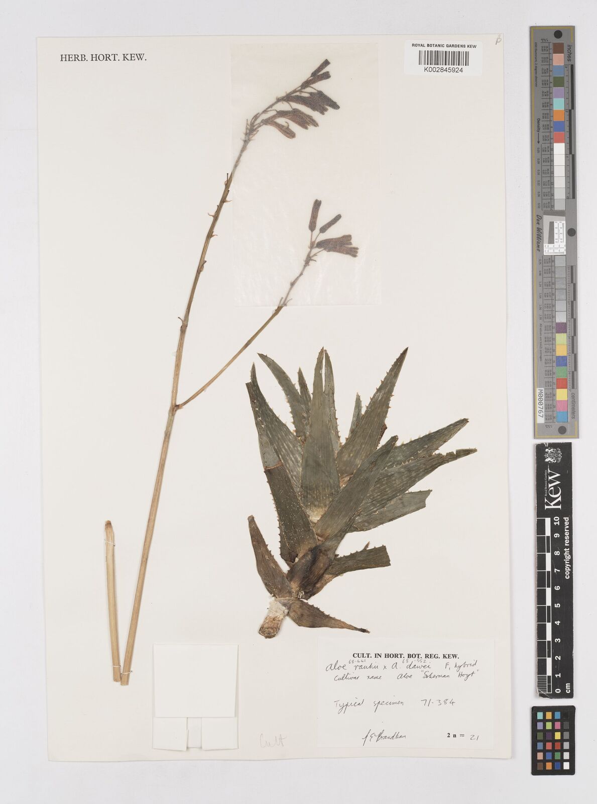 Aloe rauhii Reynolds | Plants of the World Online | Kew Science