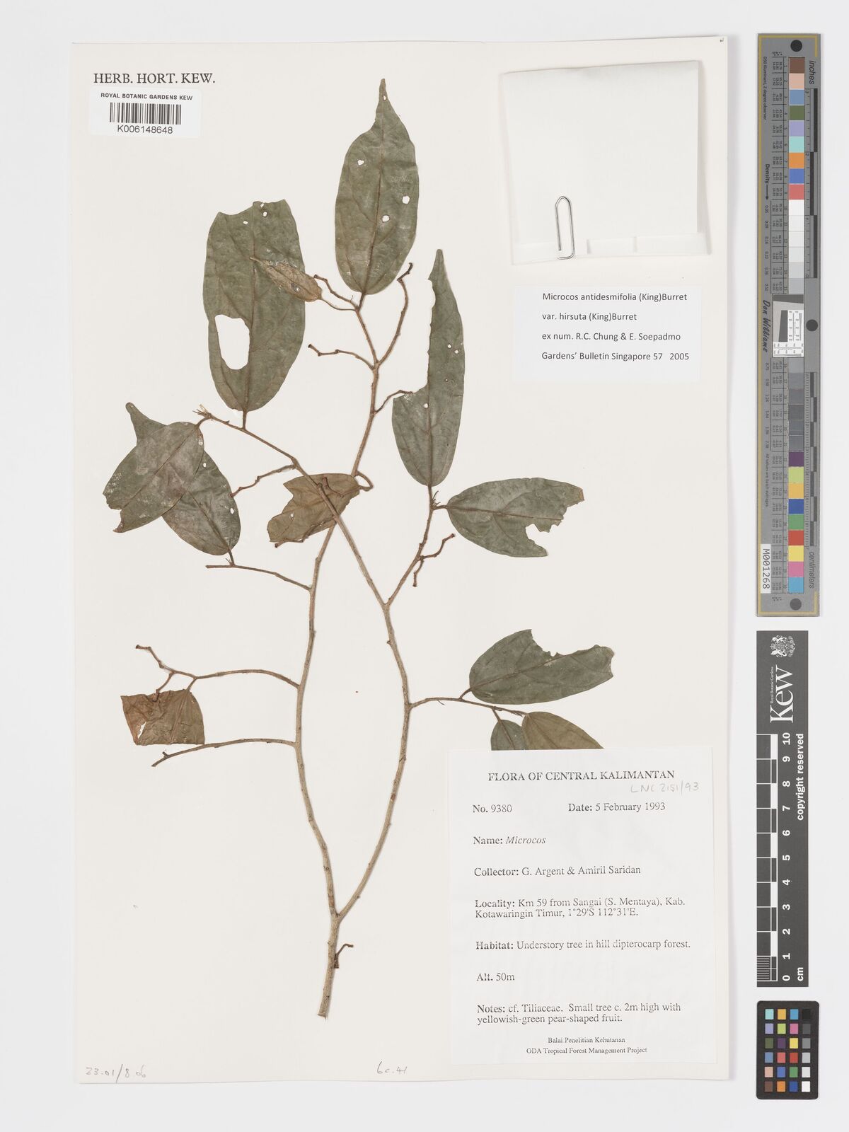 Microcos antidesmifolia var. hirsuta (King) Burret | Plants of the ...