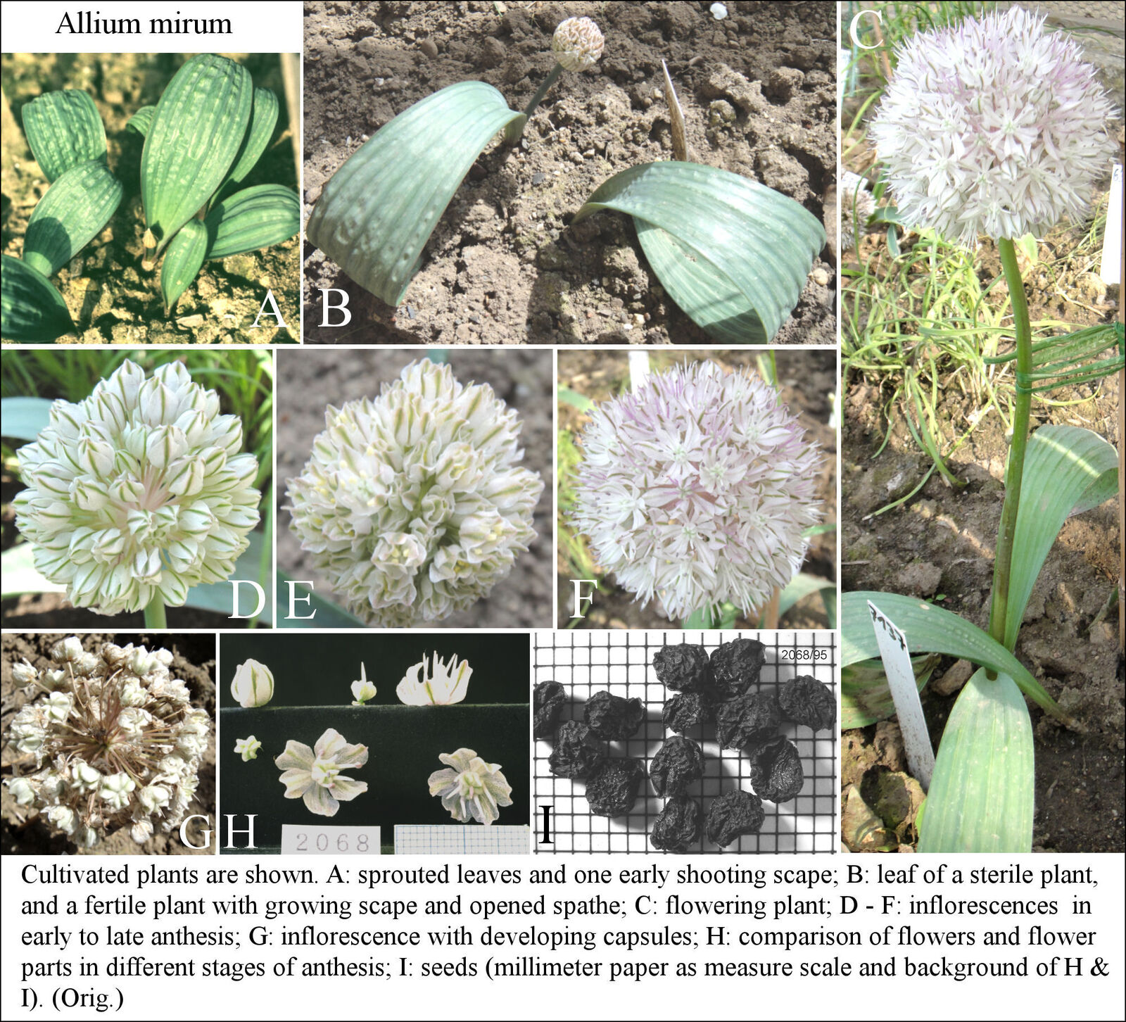 Allium mirum Wendelbo | Plants of the World Online | Kew Science