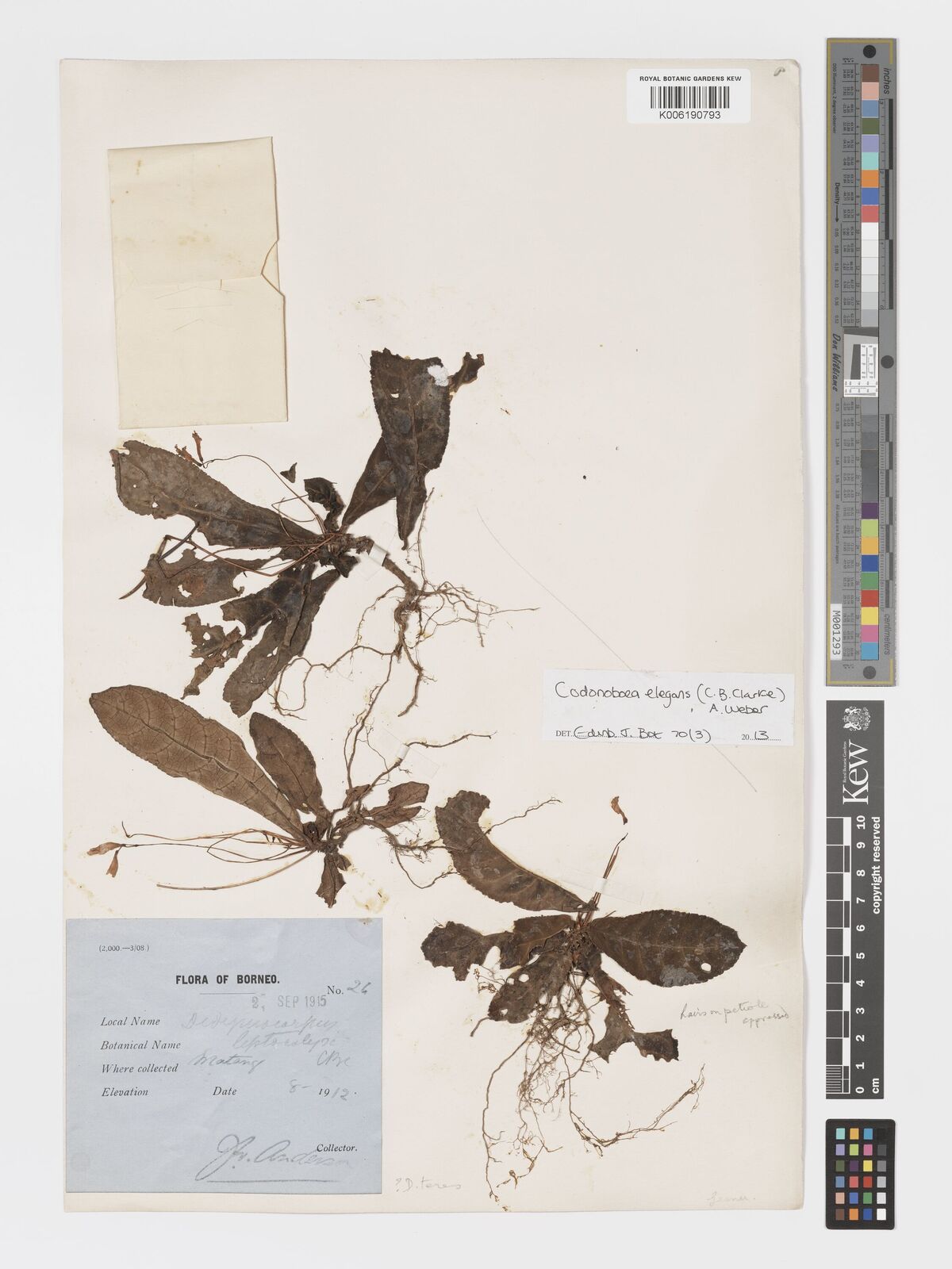 Codonoboea elegans (C.B.Clarke) A.Weber | Plants of the World Online ...