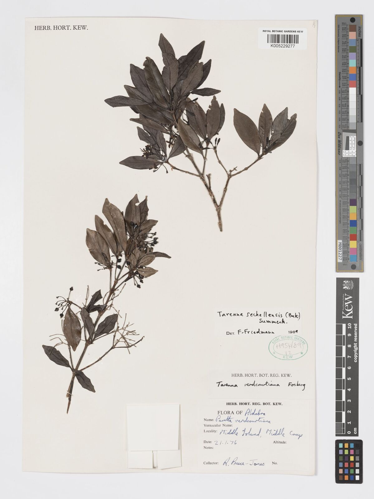 Tarenna madagascariensis (Ten.) I.M.Turner | Plants of the World Online ...