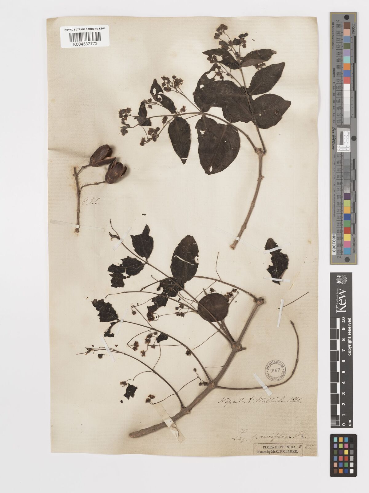 Lagerstroemia parviflora var. benghalensis C.B.Clarke | Plants of the ...