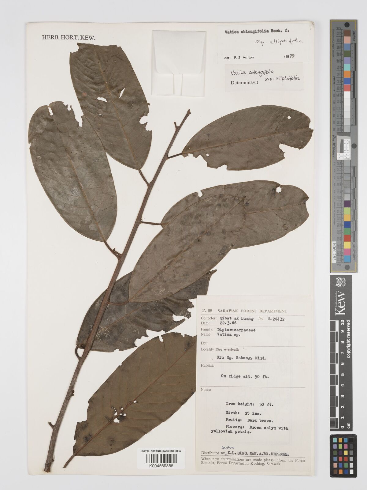 Vatica oblongifolia subsp. elliptifolia P.S.Ashton | Plants of the ...