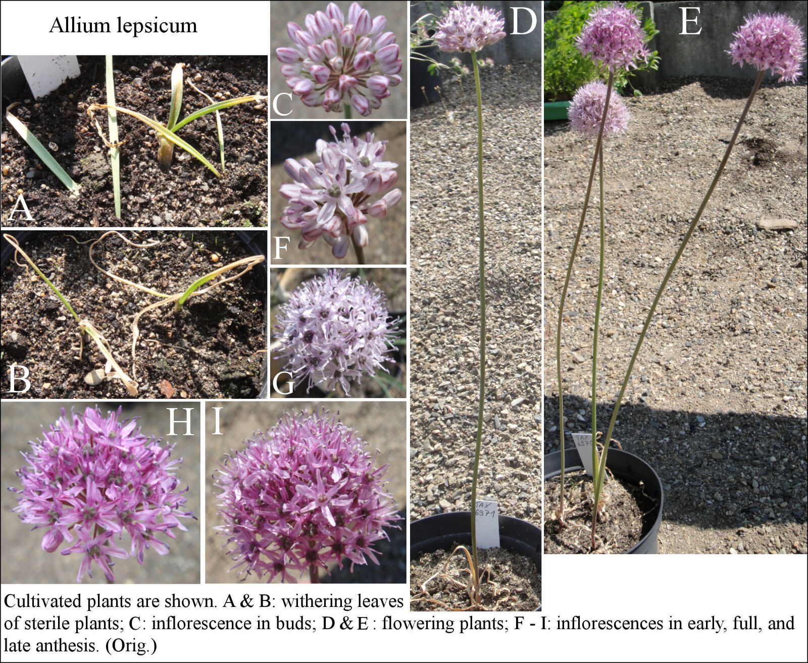 Allium lepsicum R.M.Fritsch, N.Friesen & S.V.Smirn. | Plants of the ...