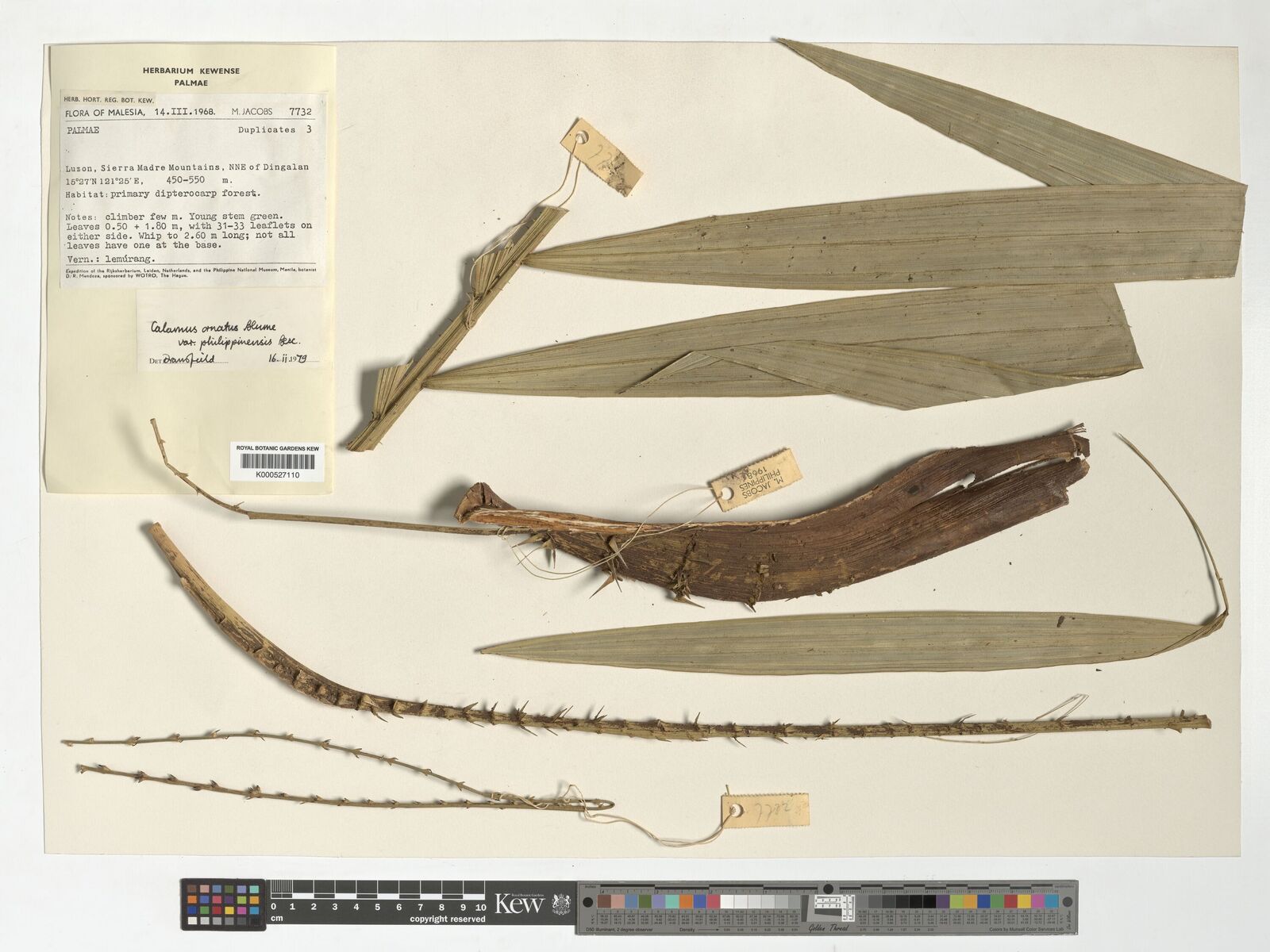 Calamus ornatus Blume | Plants of the World Online | Kew Science