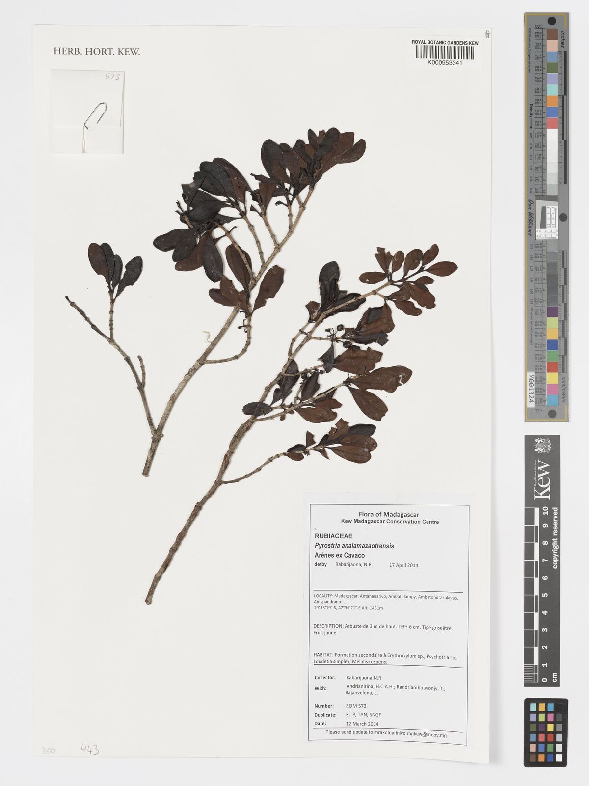 Pyrostria analamazaotrensis Arènes ex Cavaco | Plants of the World ...