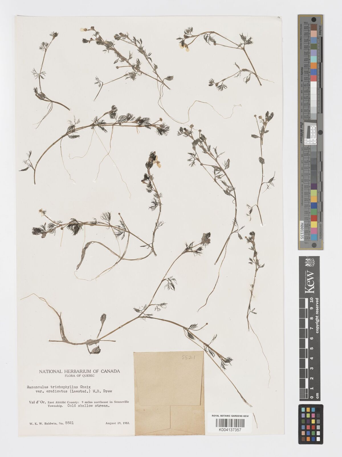 Ranunculus confervoides (Fr.) Fr. | Plants of the World Online | Kew ...