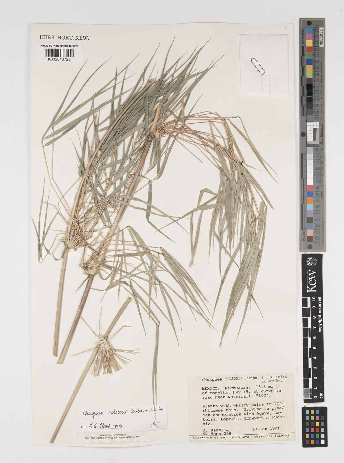 Chusquea nelsonii Scribn. & J.G.Sm. | Plants of the World Online | Kew ...