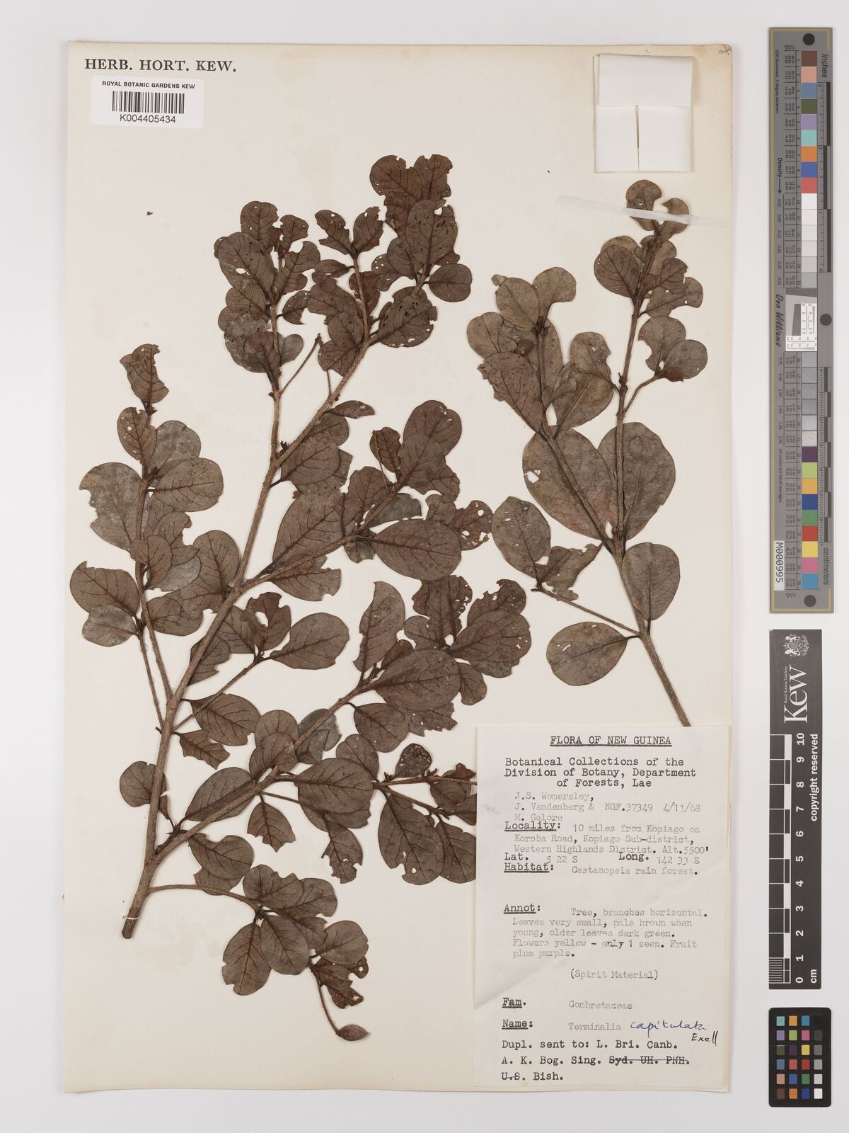Terminalia capitulata Exell | Plants of the World Online | Kew Science