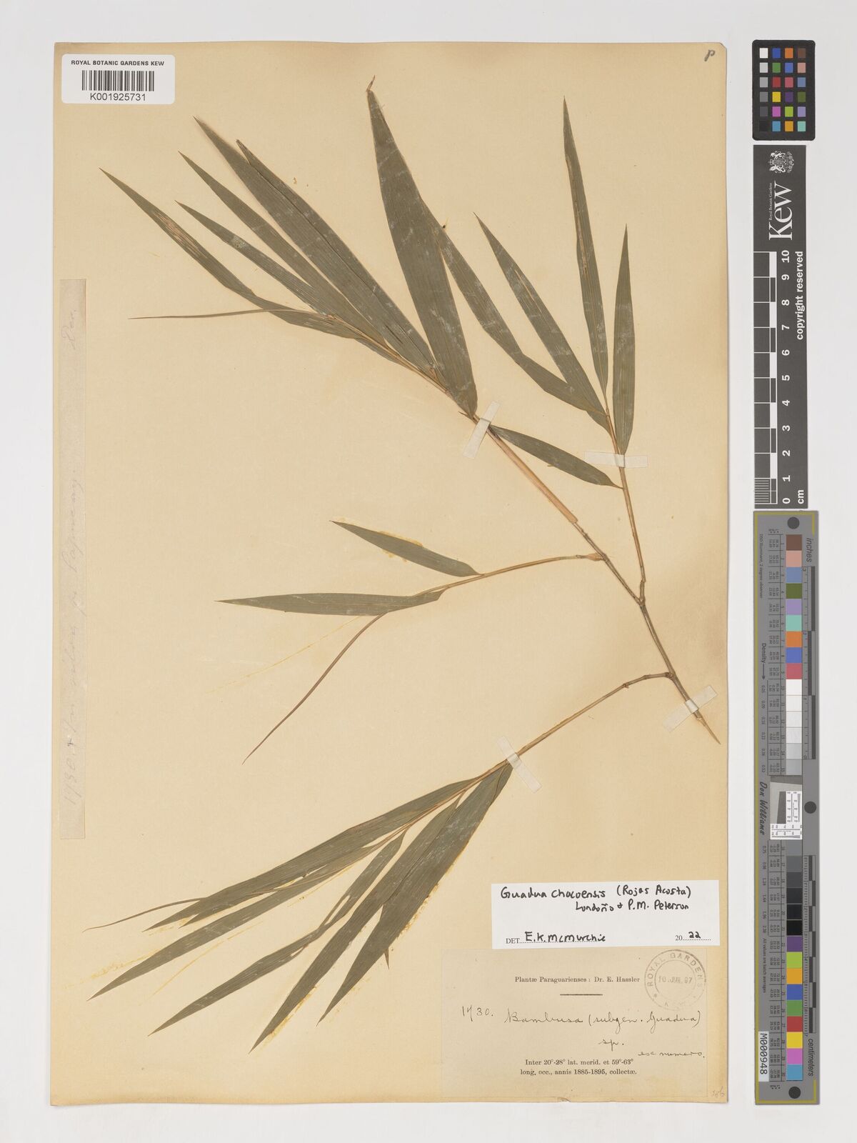 Guadua chacoensis (Rojas Acosta) Londoño & P.M.Peterson | Plants of the ...