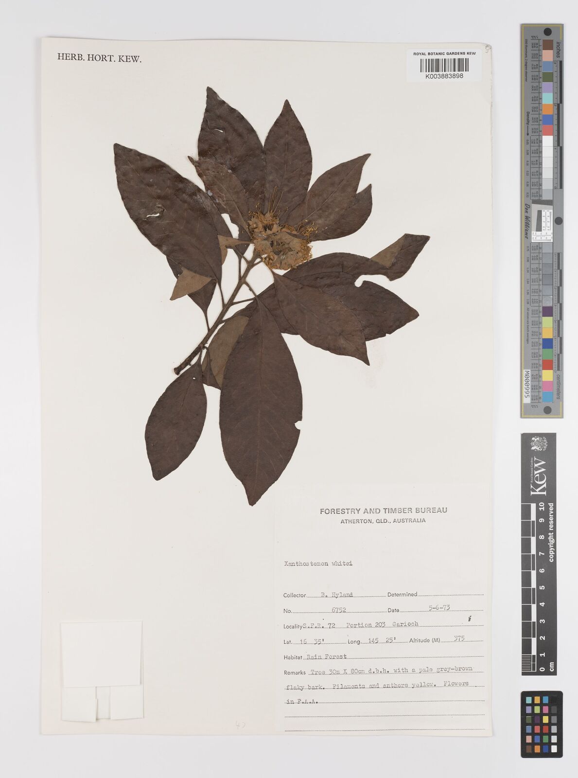 Xanthostemon whitei Gugerli | Plants of the World Online | Kew Science