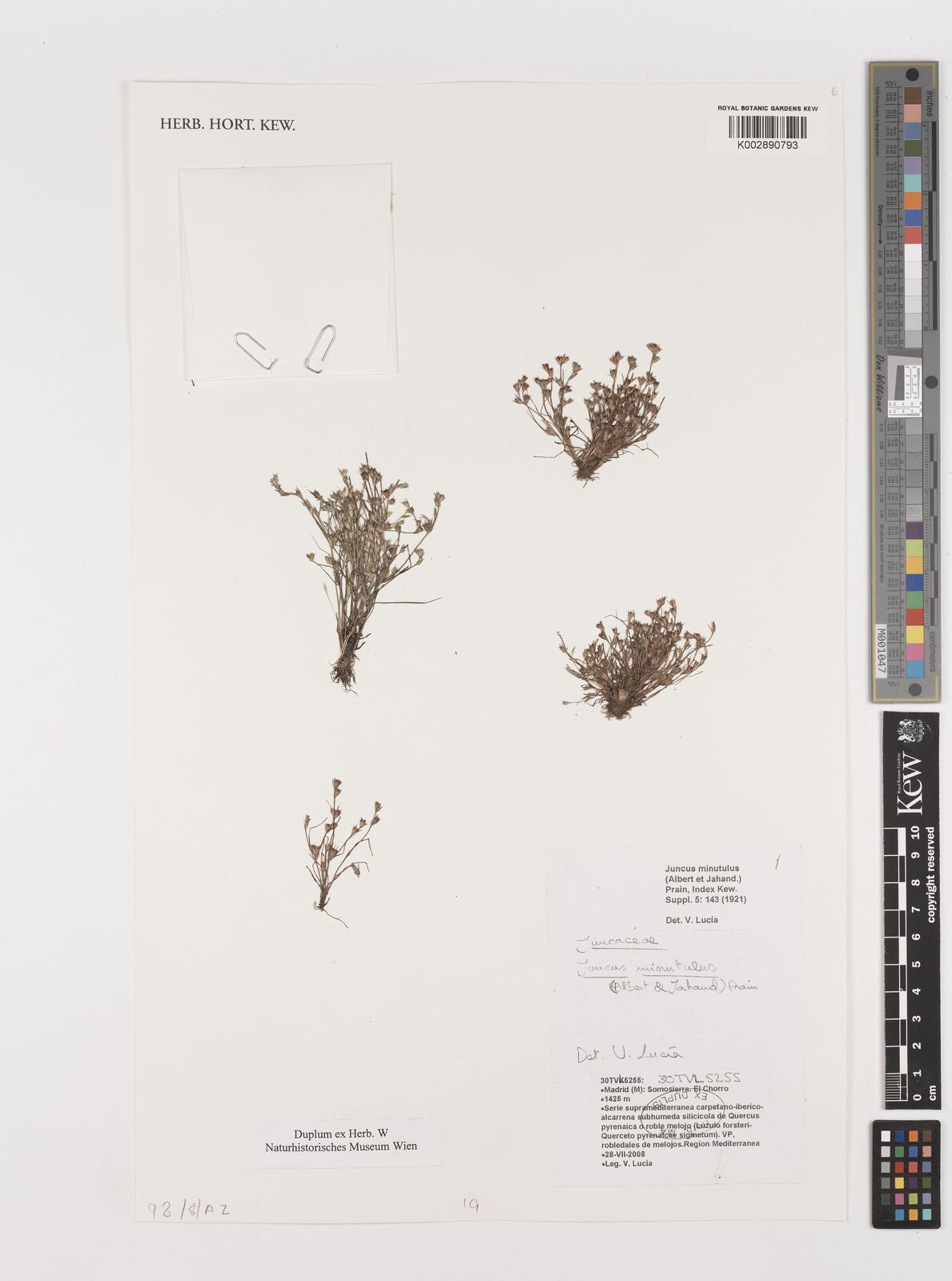 Juncus minutulus (Albert & Jahand.) Prain | Plants of the World Online ...