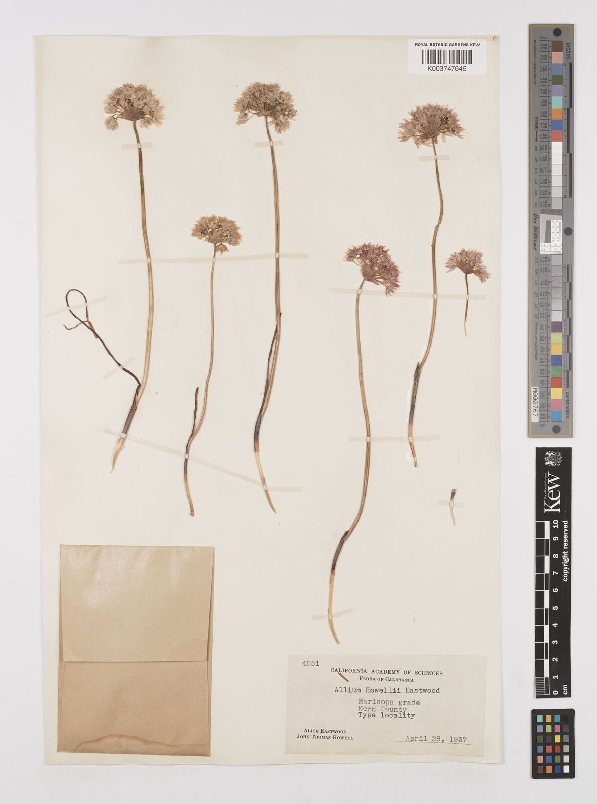 Allium howellii Eastw. | Plants of the World Online | Kew Science
