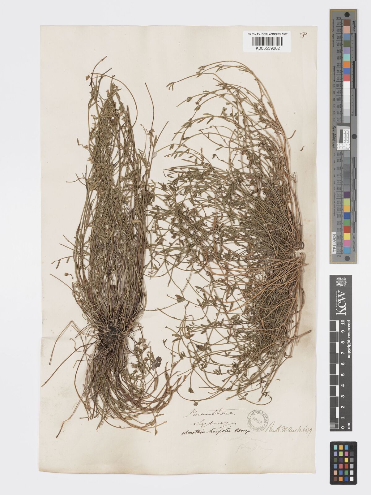 Monotaxis linifolia Brongn. | Plants of the World Online | Kew Science