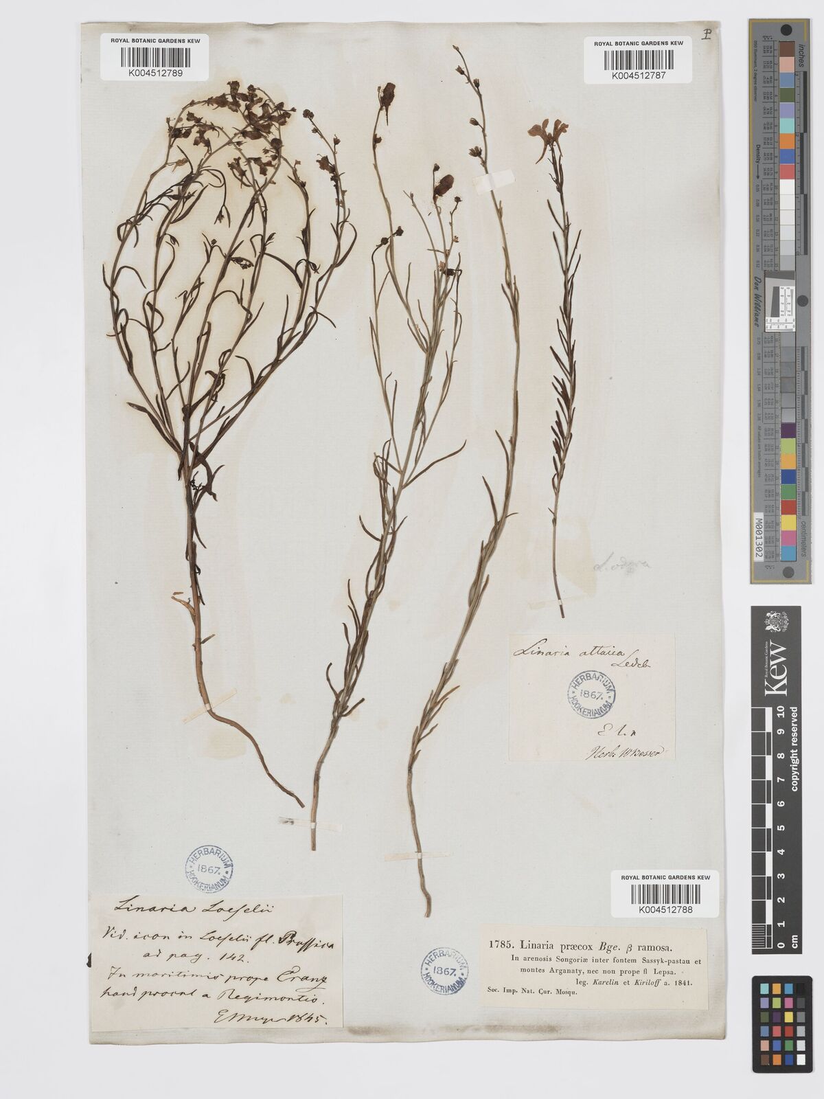 Linaria bungei Kuprian. | Plants of the World Online | Kew Science