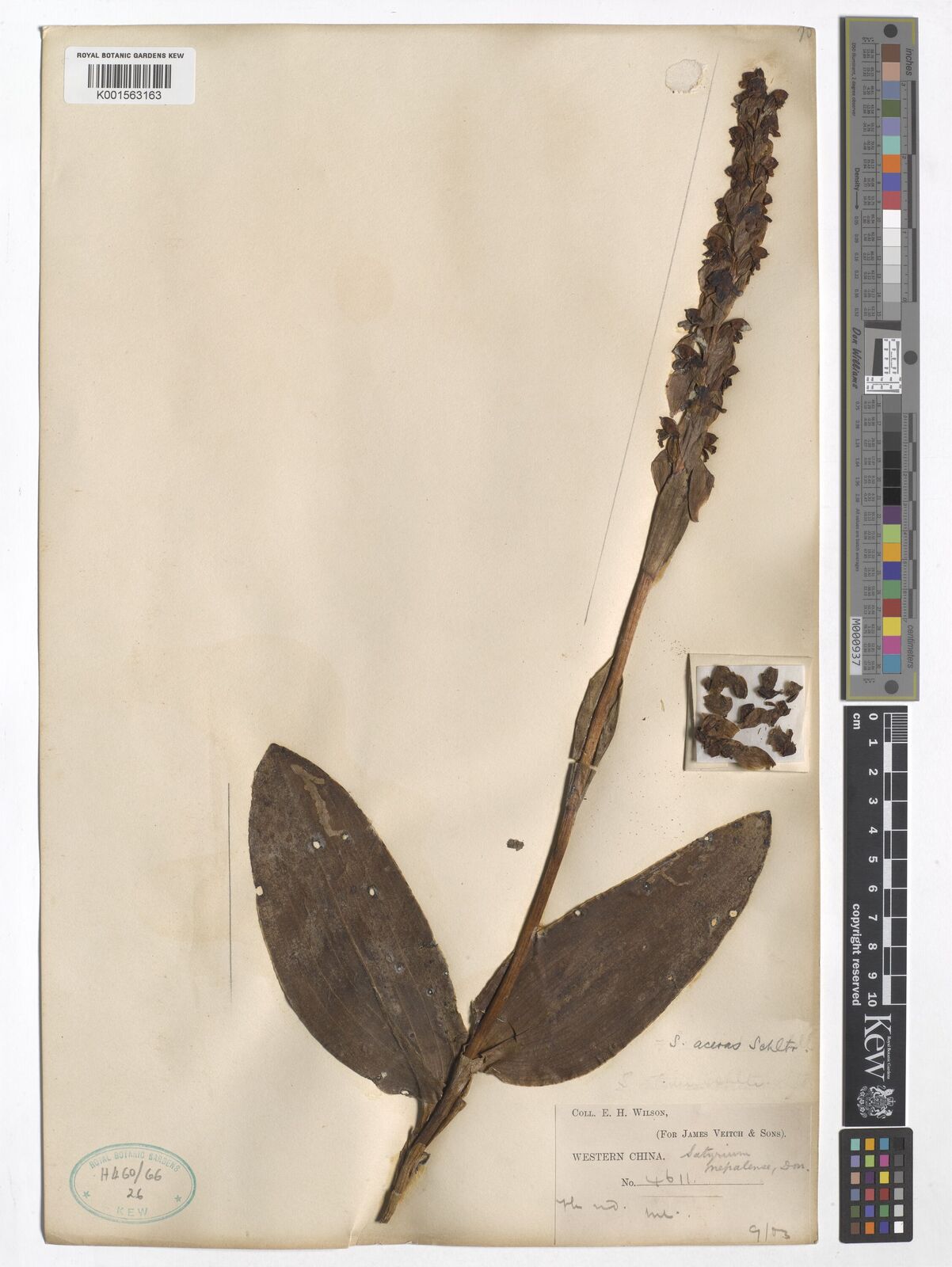 Satyrium nepalense var. ciliatum (Lindl.) Hook.f. | Plants of the World ...