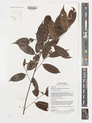 Micropholis venulosa (Mart. & Eichler) Pierre | Plants of the World ...