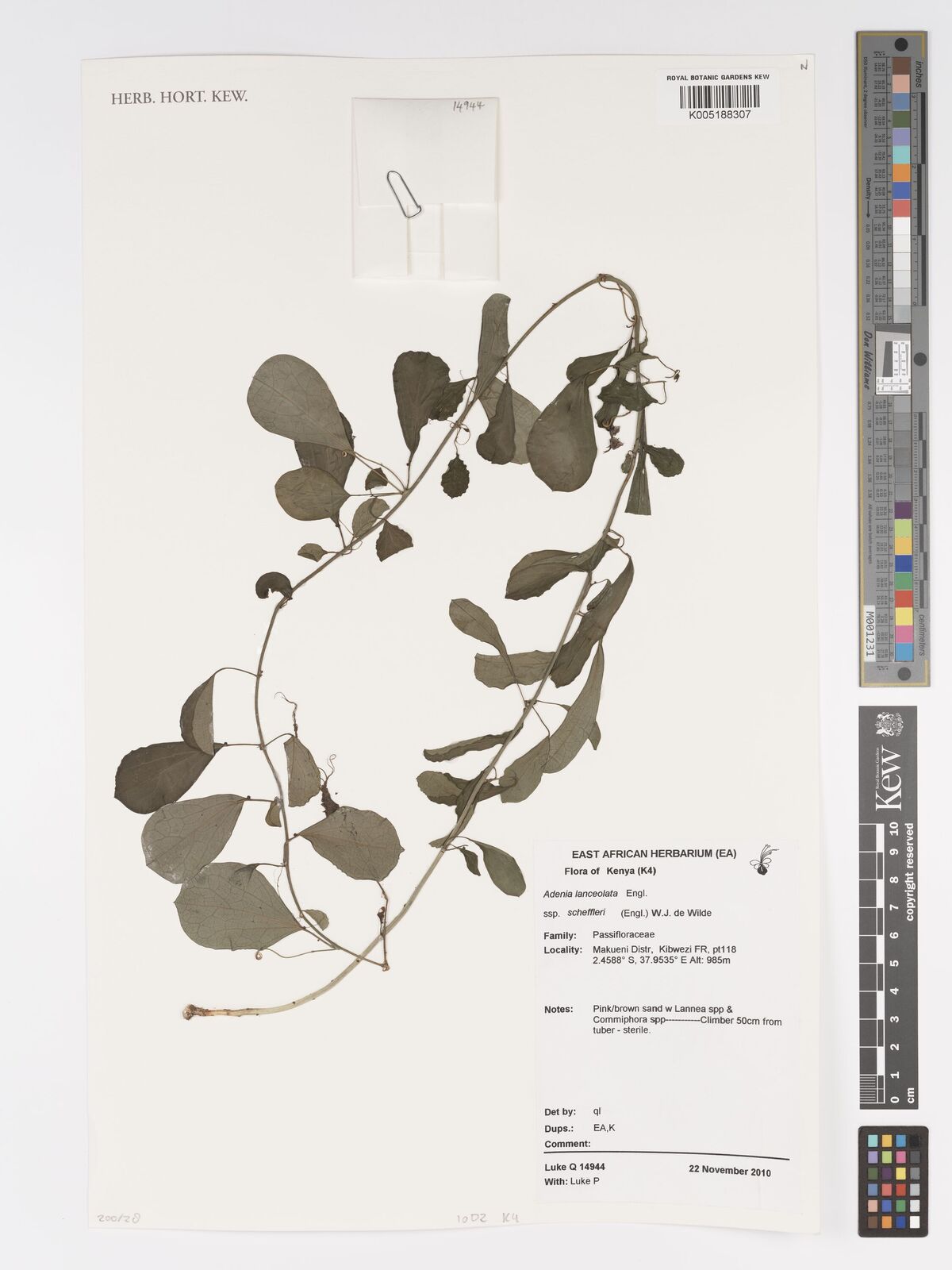 Adenia lanceolata subsp. scheffleri (Engl. & Harms) W.J.de Wilde ...
