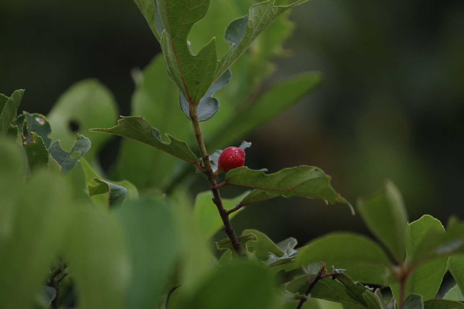 Ficus neriifolia Sm. | Plants of the World Online | Kew Science