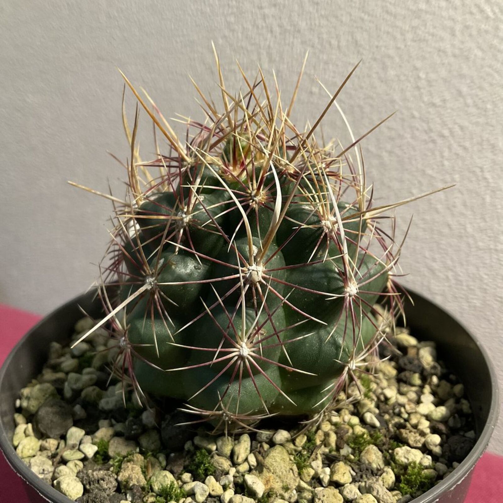 Thelocactus bicolor subsp. bicolor | Plants of the World Online | Kew ...