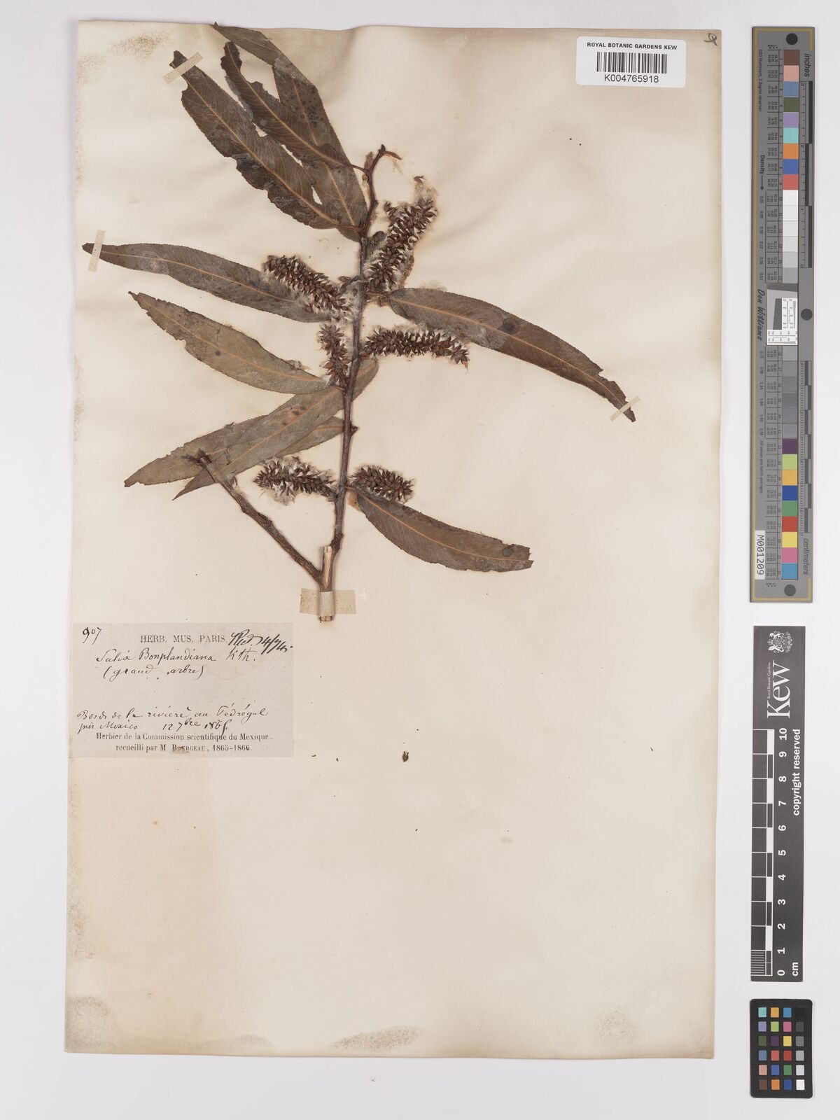 Salix bonplandiana Kunth | Plants of the World Online | Kew Science