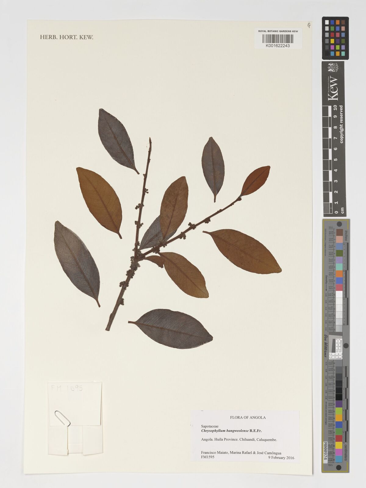 Donella bangweolensis (R.E.Fr. & Pellegr.) Mackinder | Plants of the ...