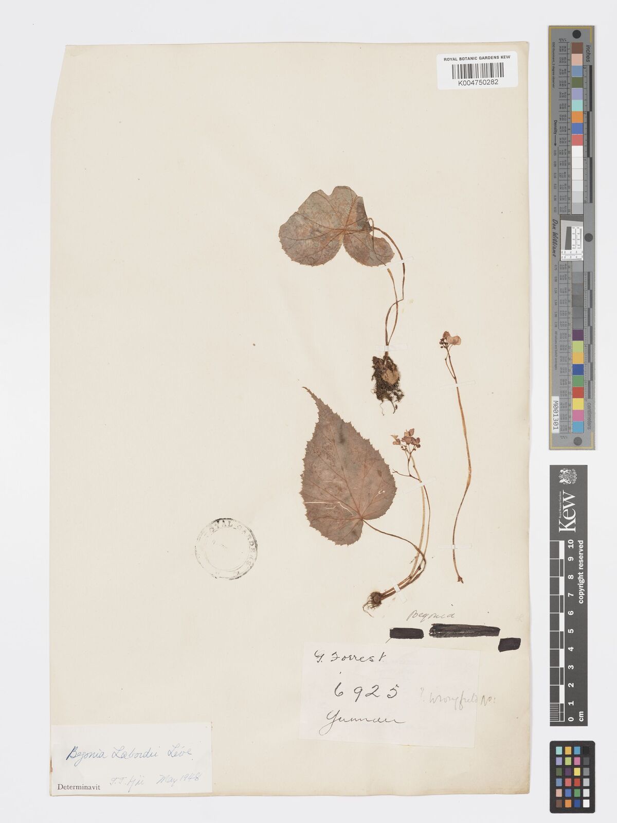 Begonia labordei H.Lév. | Plants of the World Online | Kew Science