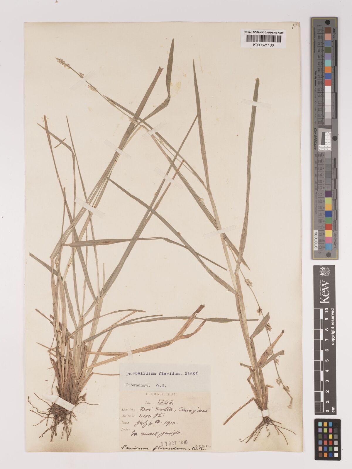 Setaria flavida (Retz.) Veldkamp | Plants of the World Online | Kew Science