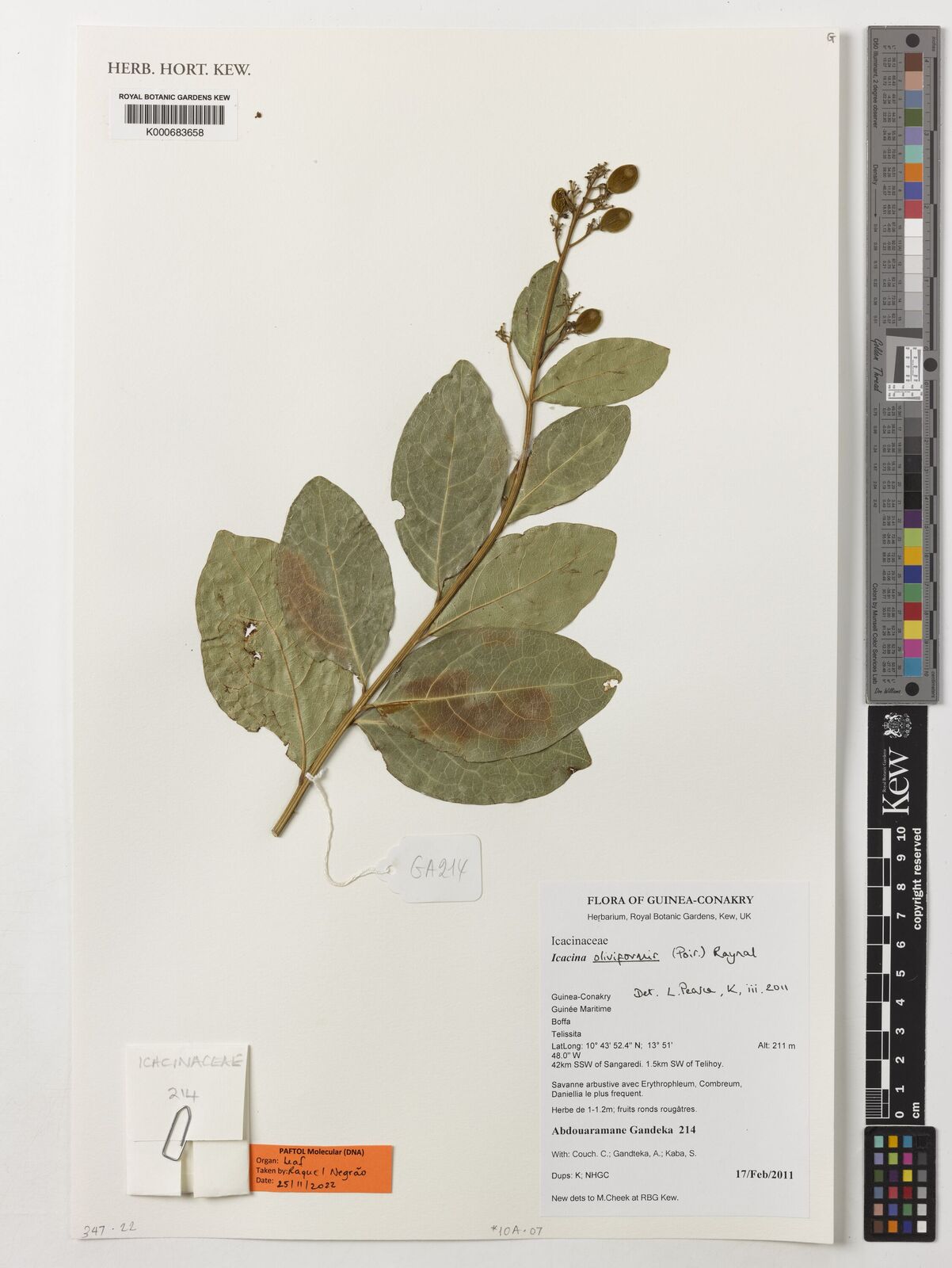 Icacina A.Juss. | Plants of the World Online | Kew Science