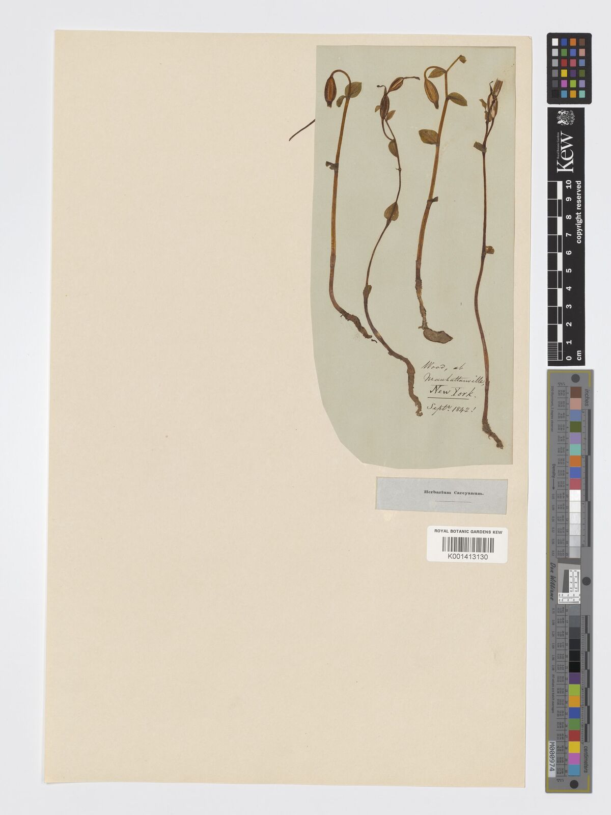 Triphora trianthophoros (Sw.) Rydb. | Plants of the World Online | Kew ...