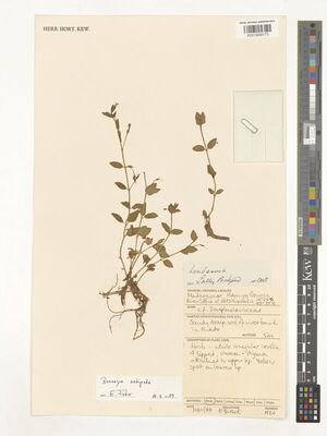 Bonnaya antipoda (L.) Druce | Plants of the World Online | Kew Science