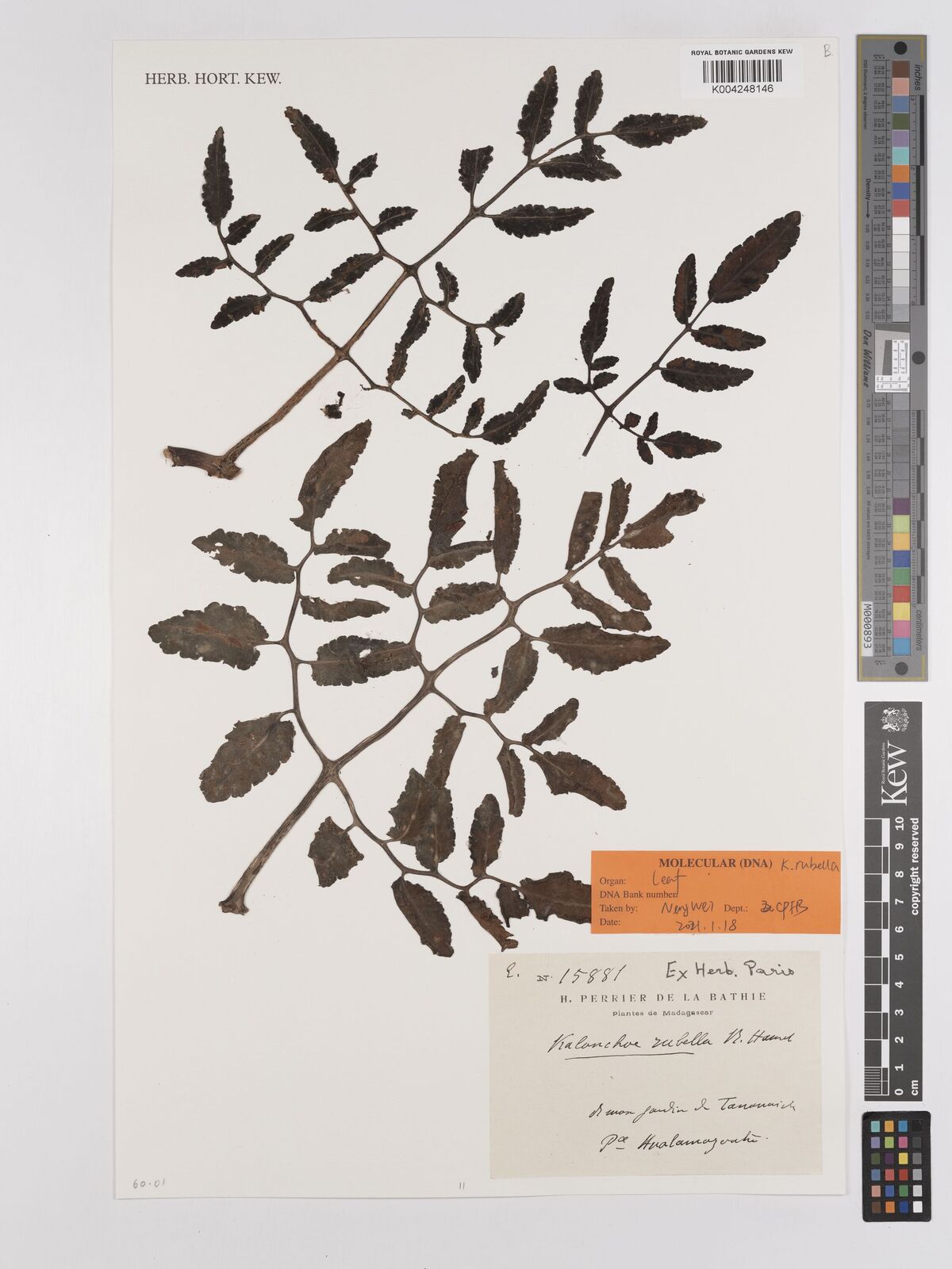 Kalanchoe rubella (Baker) Raym.-Hamet | Plants of the World Online ...