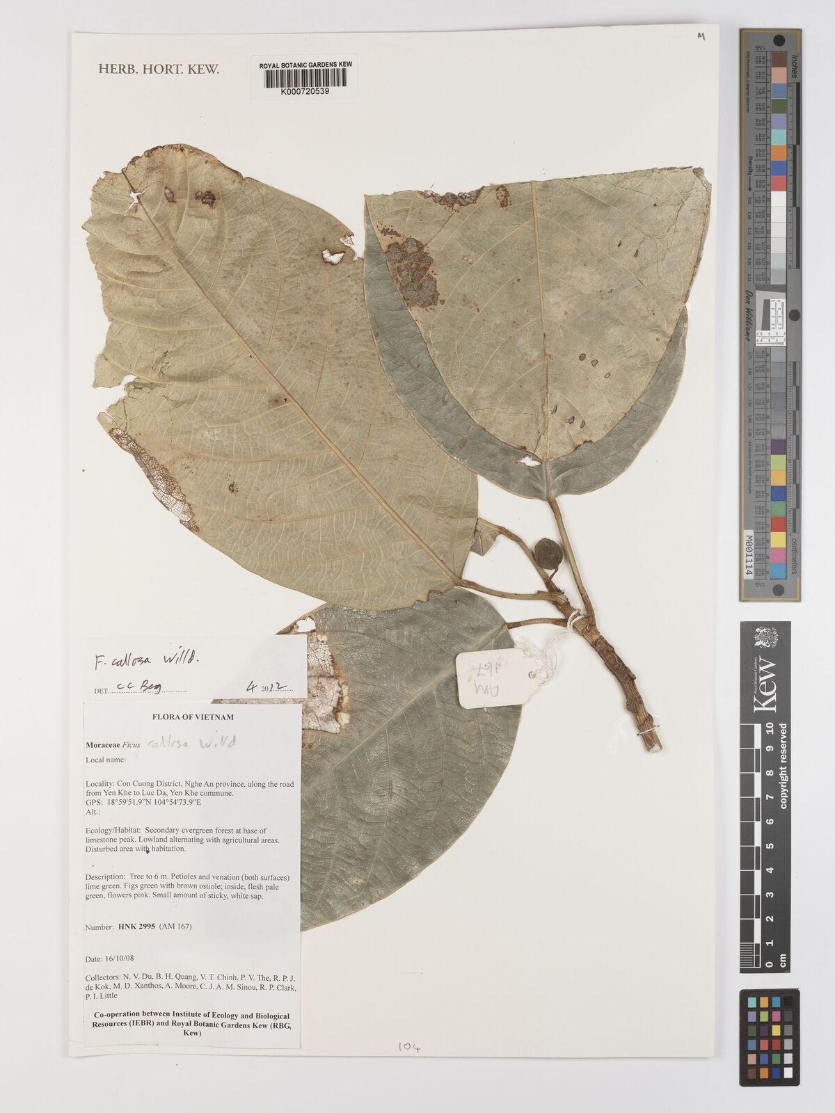 Ficus callosa Willd. | Plants of the World Online | Kew Science