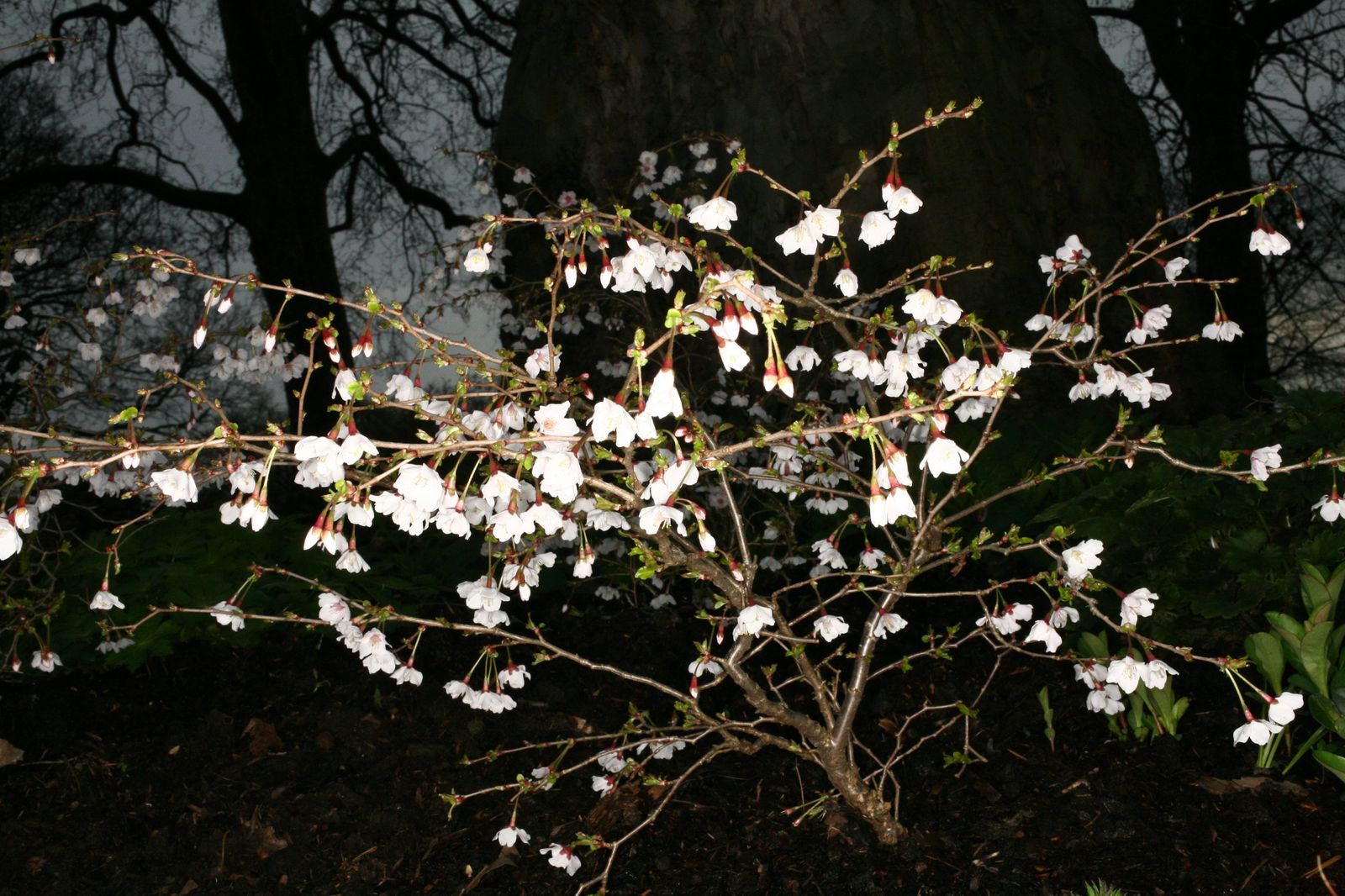 Prunus nipponica var. kurilensis (Miyabe) E.H.Wilson | Plants of the ...