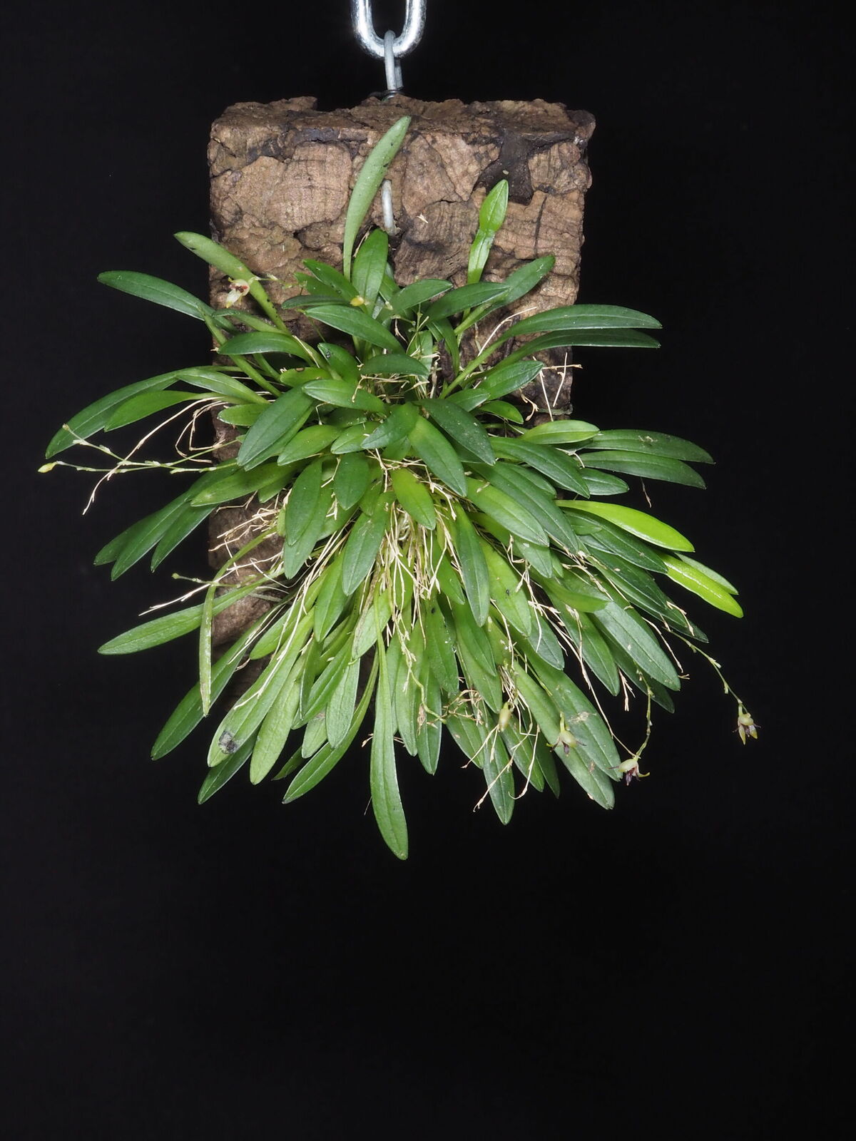 Anathallis adenochila (Loefgr.) F.Barros | Plants of the World Online ...
